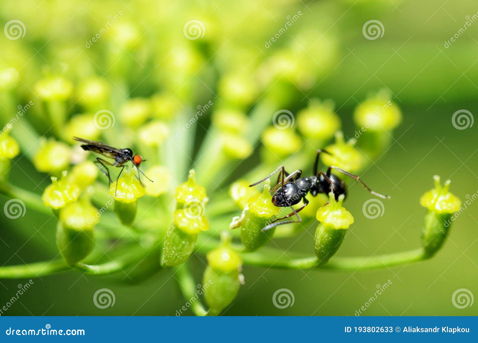 Various Insects Feed on Plant Pollen Stock Image - Image of pollen ...
