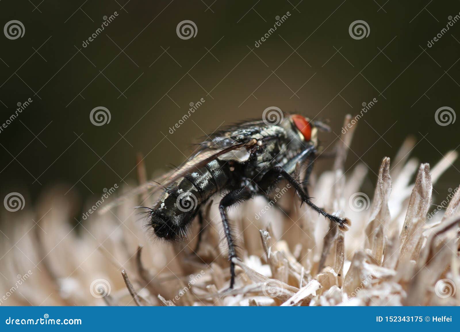 Various Insects from Germany in High Resolution and Scanned with Macro ...
