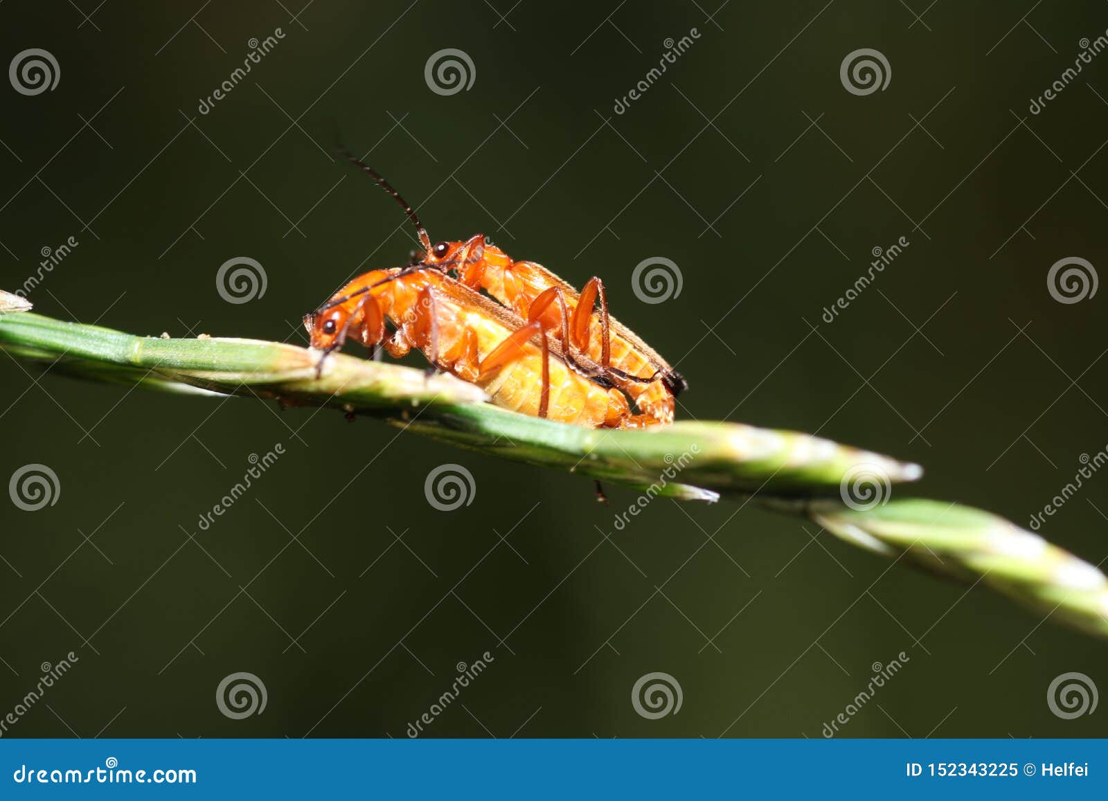 Various Insects from Germany in High Resolution and Scanned with Macro ...