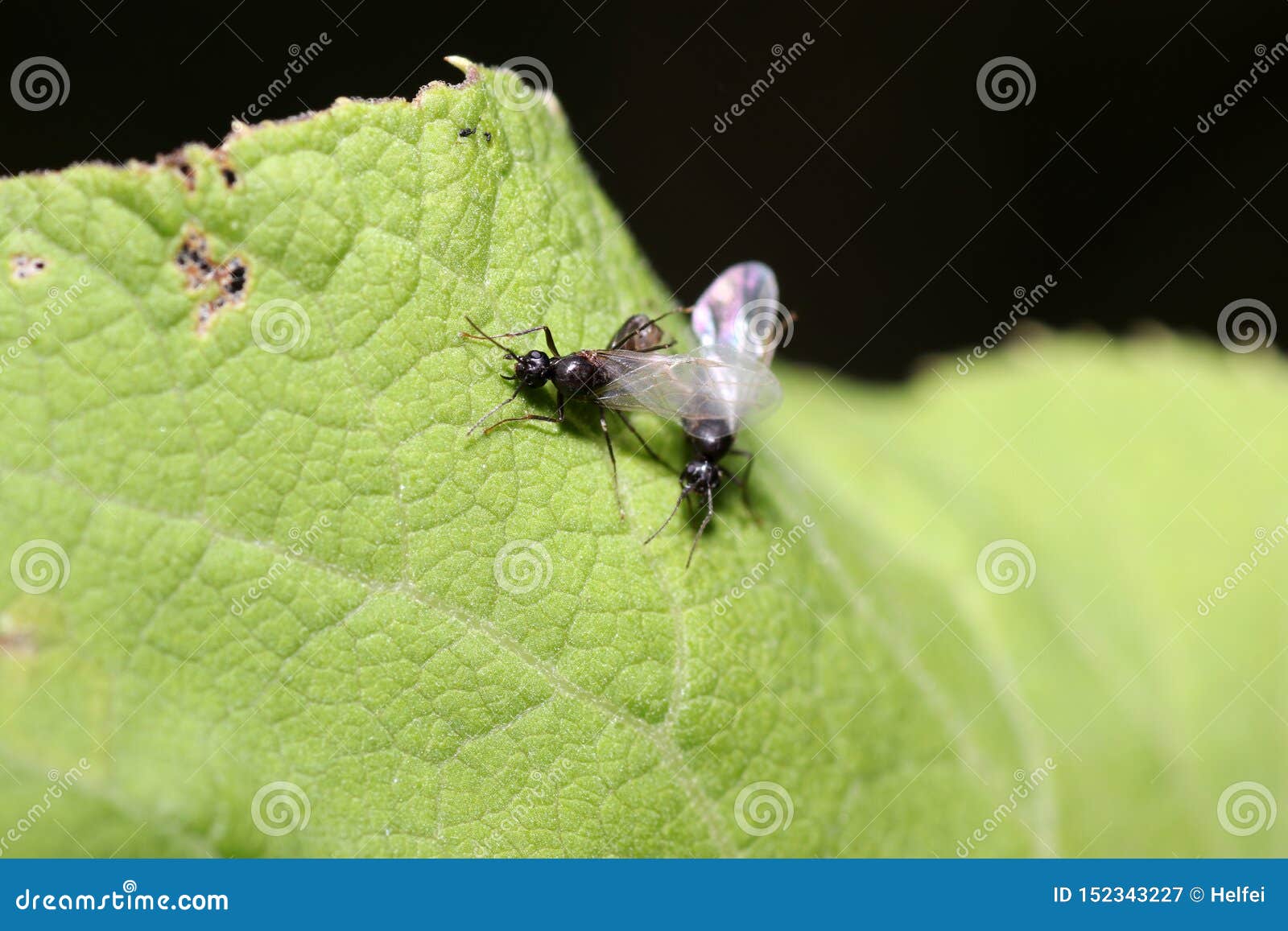 Various Insects from Germany in High Resolution and Scanned with Macro ...
