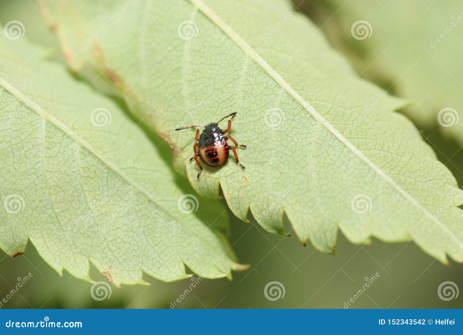 Various Insects from Germany in High Resolution and Scanned with Macro ...