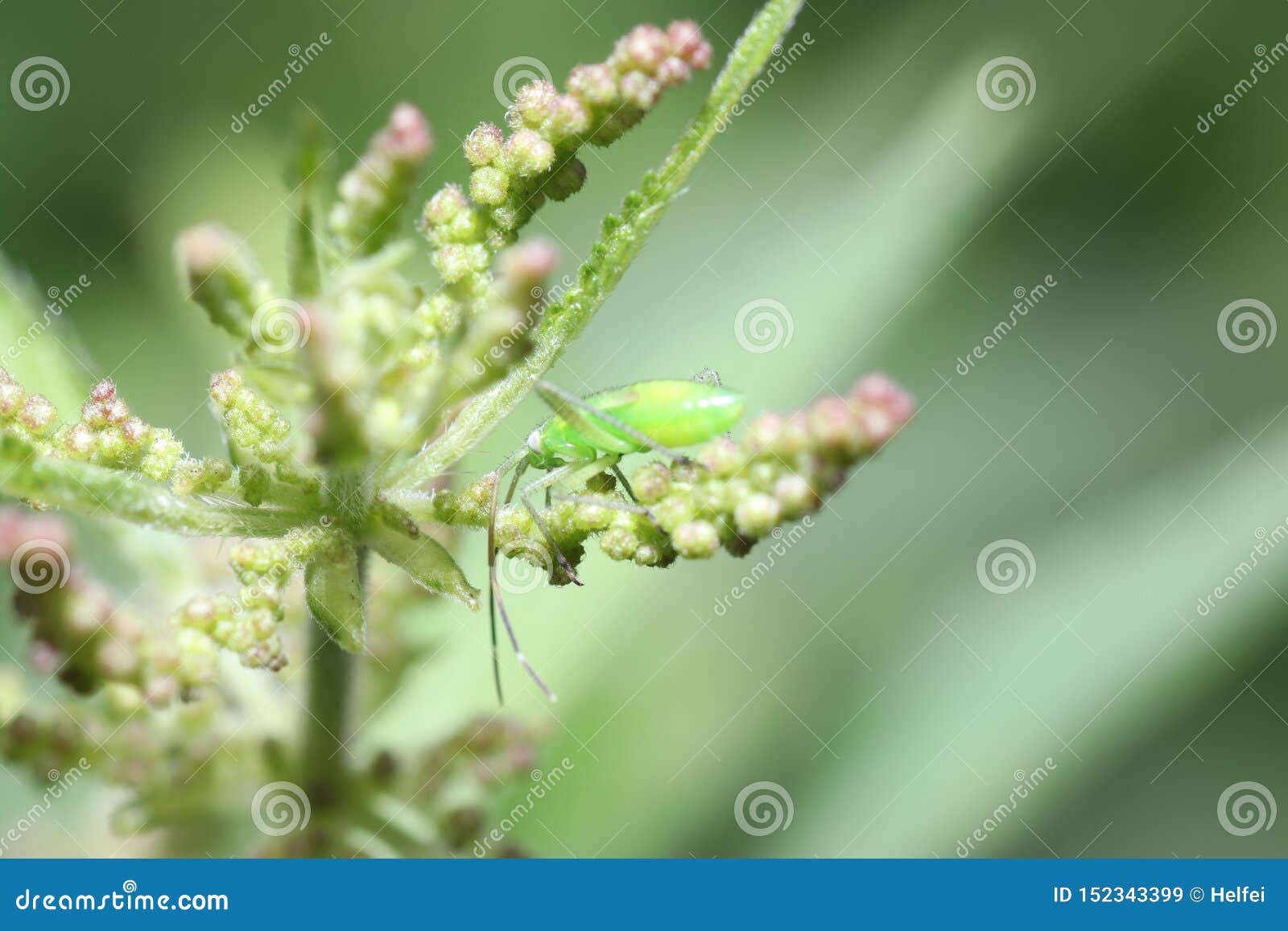 Various Insects from Germany in High Resolution and Scanned with Macro ...