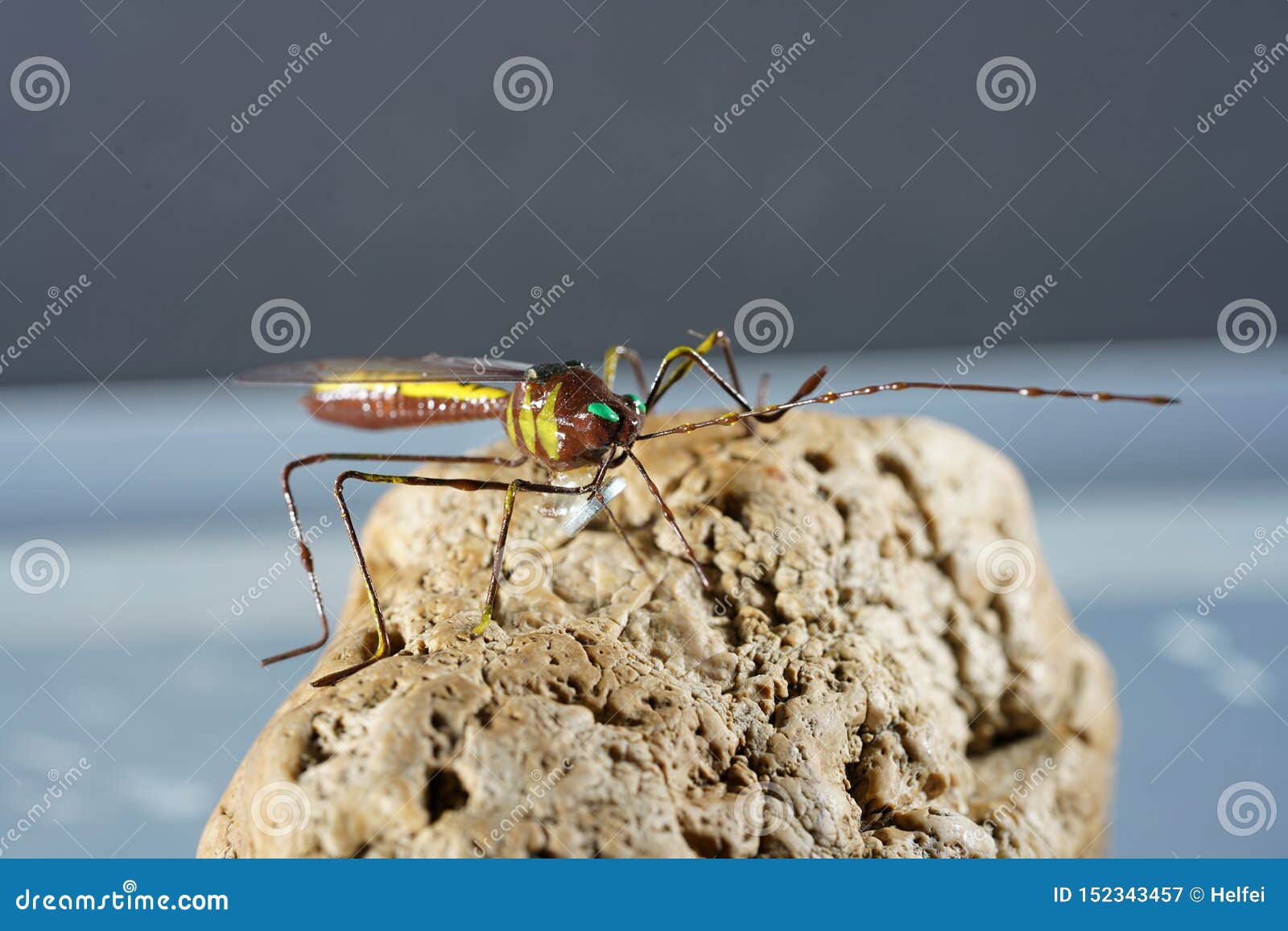Various Insects from Germany in High Resolution and Scanned with Macro ...