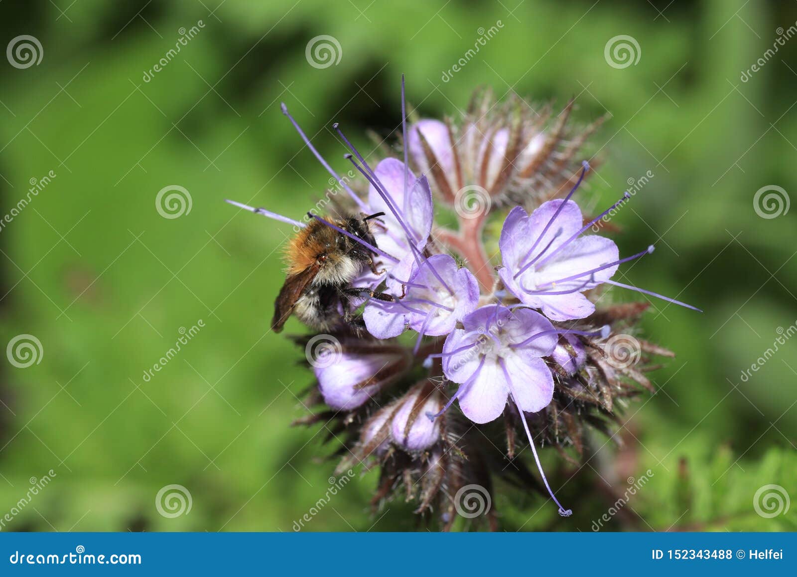 Various Insects from Germany in High Resolution and Scanned with Macro ...
