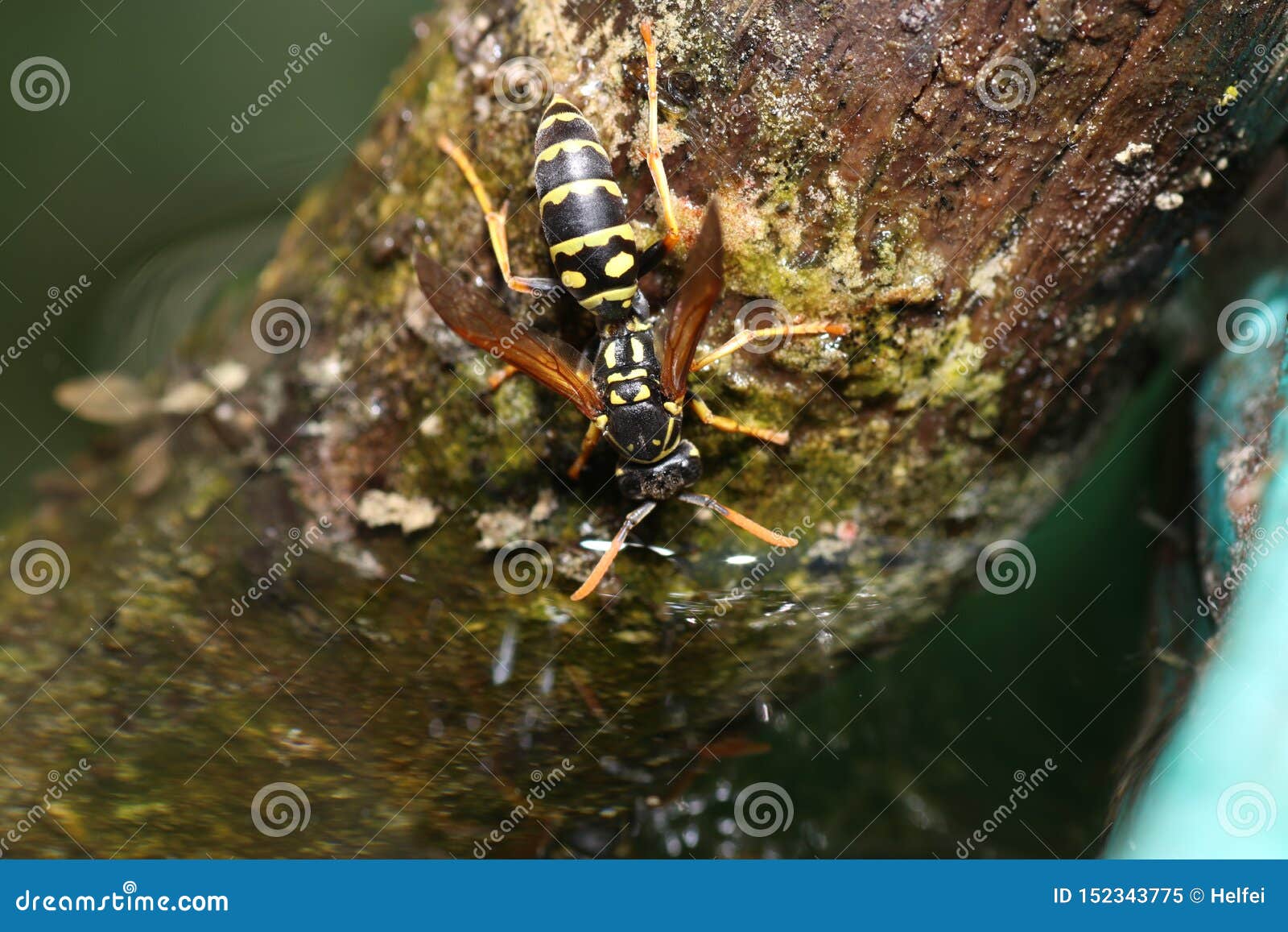 Various Insects from Germany in High Resolution and Scanned with Macro ...