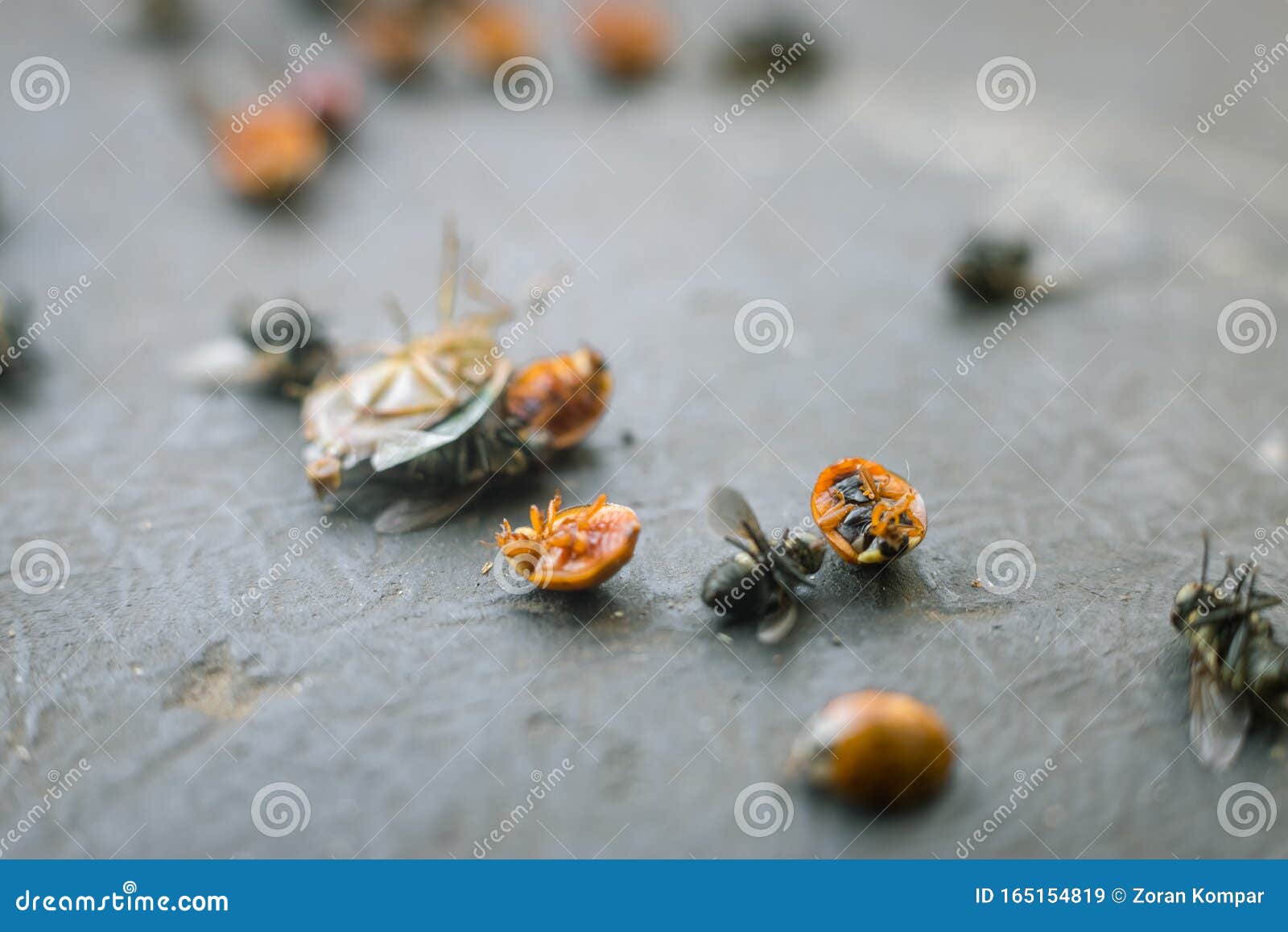 Various Insects on Ground on a Black Surface Killed by an Insecticide ...