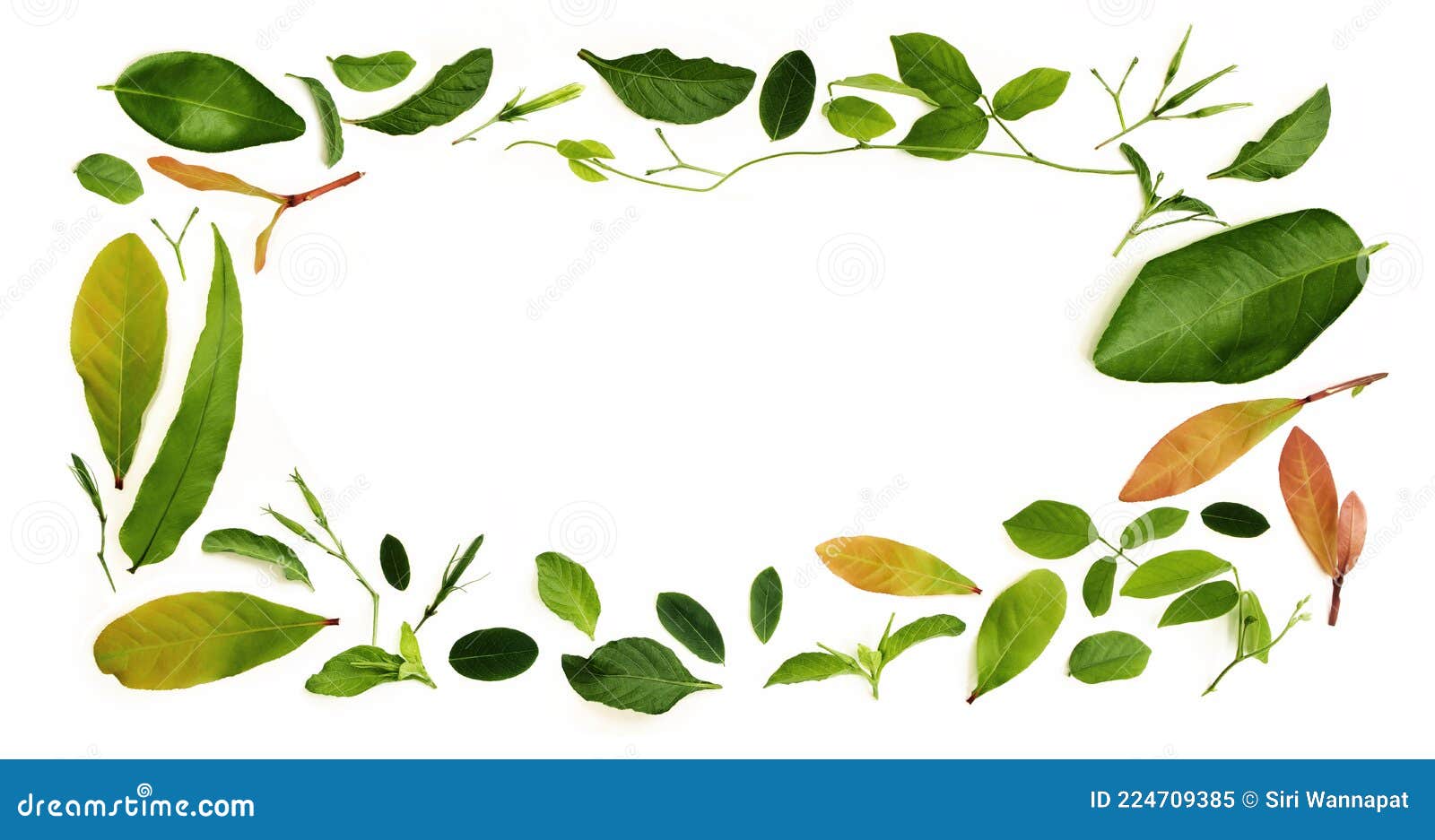 Various Isolated Leaf Lay on White Background As Rectangle Frame Shape ...