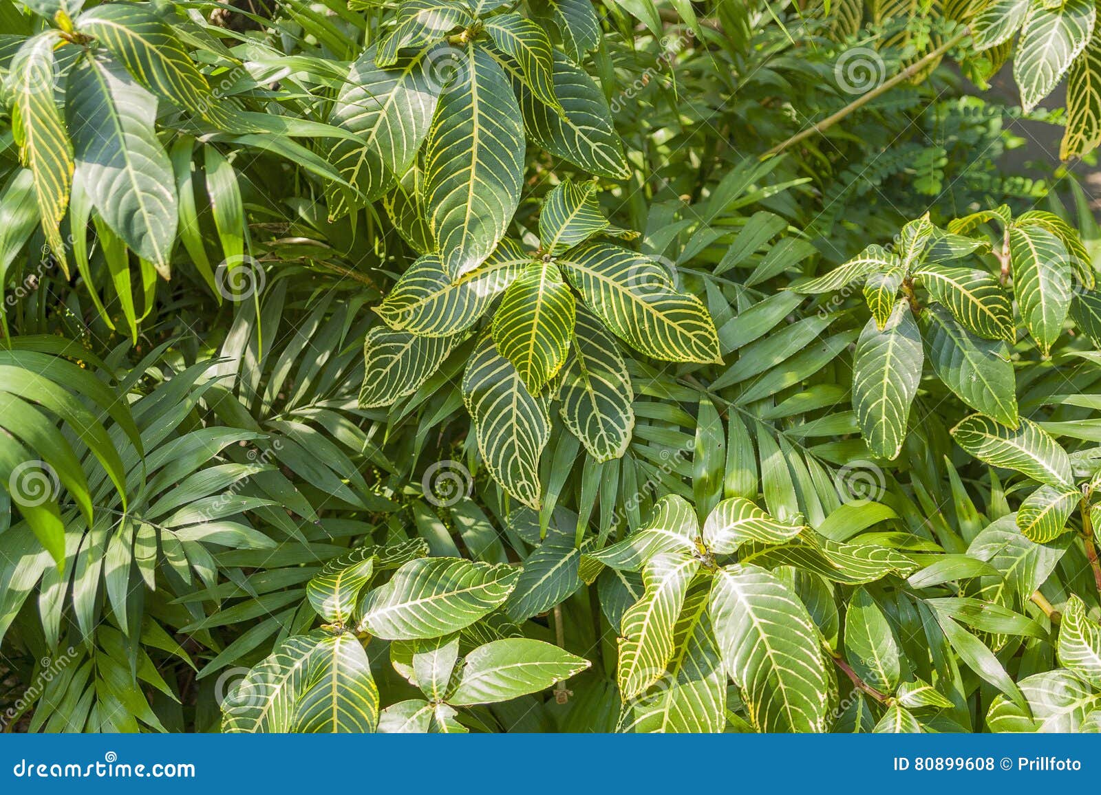 Various jungle plants stock photo. Image of stem, creeping - 80899608