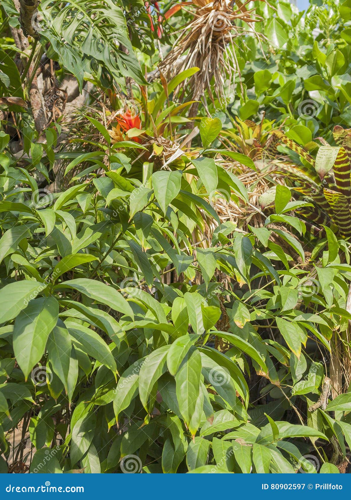 Various jungle plants stock image. Image of jungle, foliage - 80902597