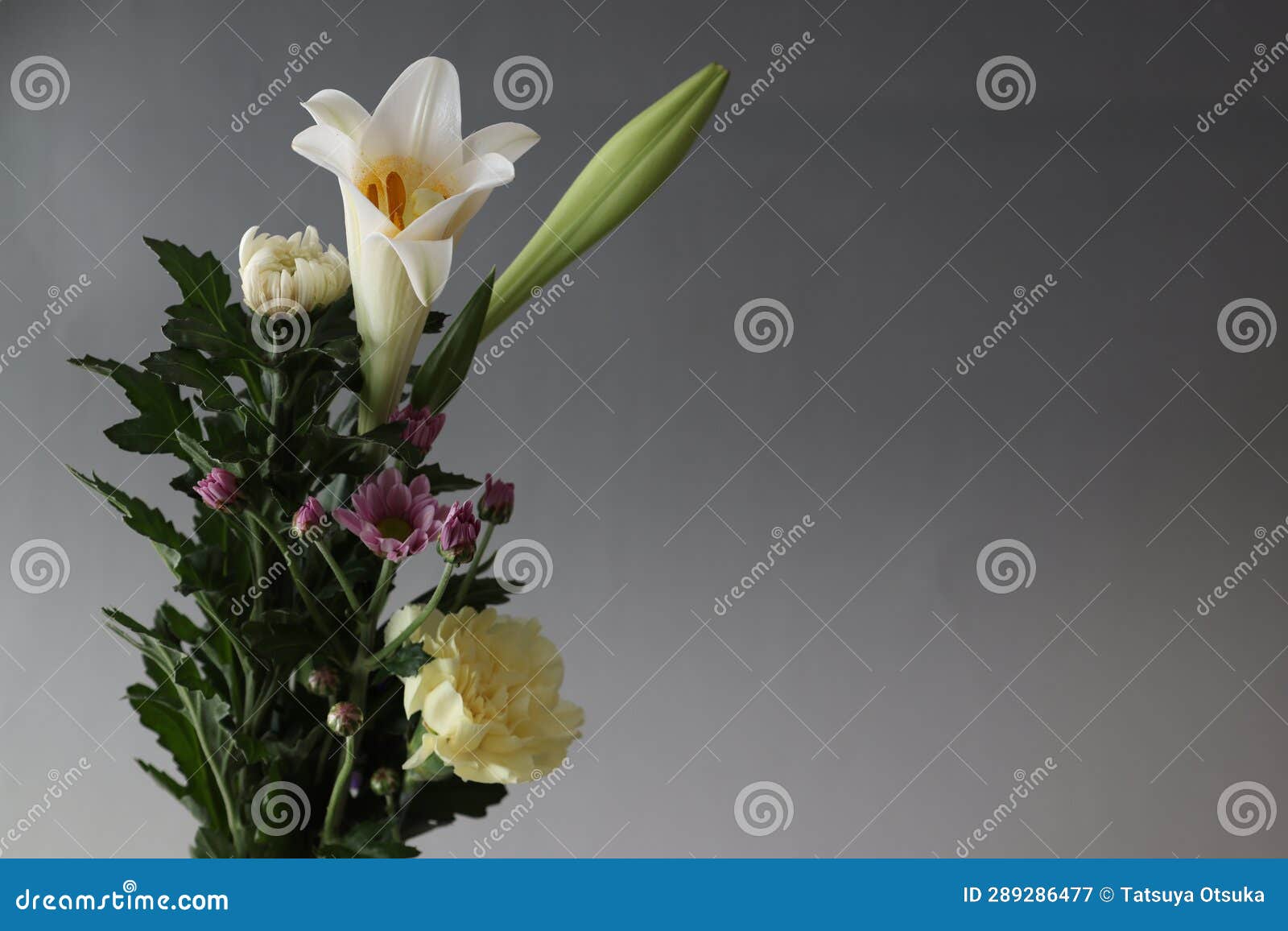 Various Kind of Flowers Isolated on a Gray Background Stock Image ...