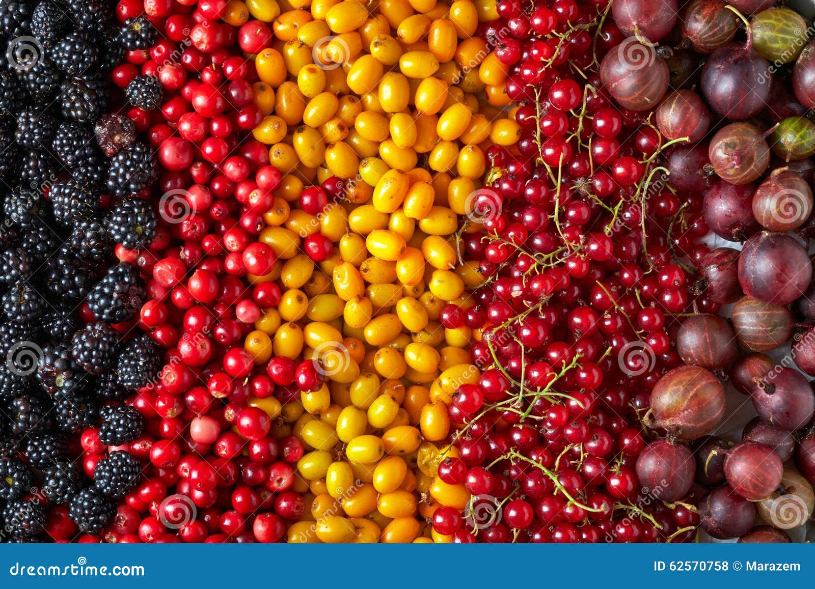 Various kinds of berries stock photo. Image of color - 62570758