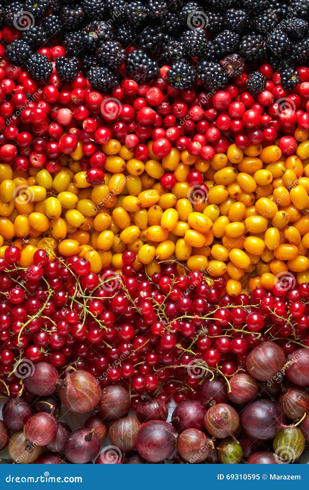 Various kinds of berries stock image. Image of gooseberries - 69310595