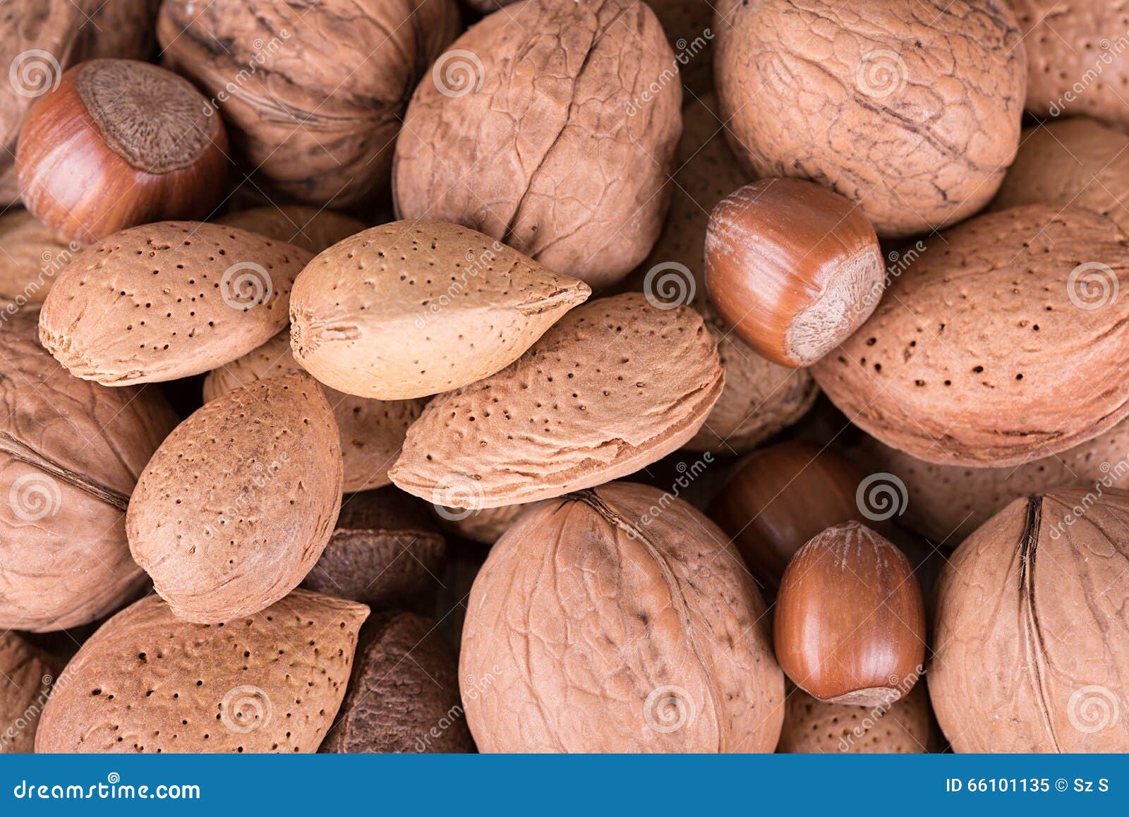 Various Kinds of Nuts in Shells Stock Image - Image of macro, nature ...
