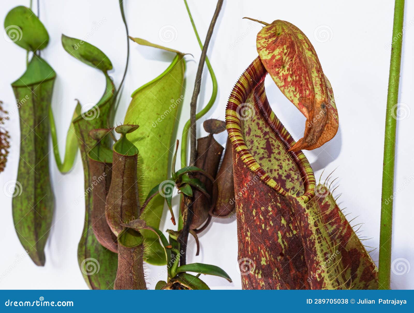Various Kinds of Pitcher Plants Stock Photo - Image of nepenthes, plant ...