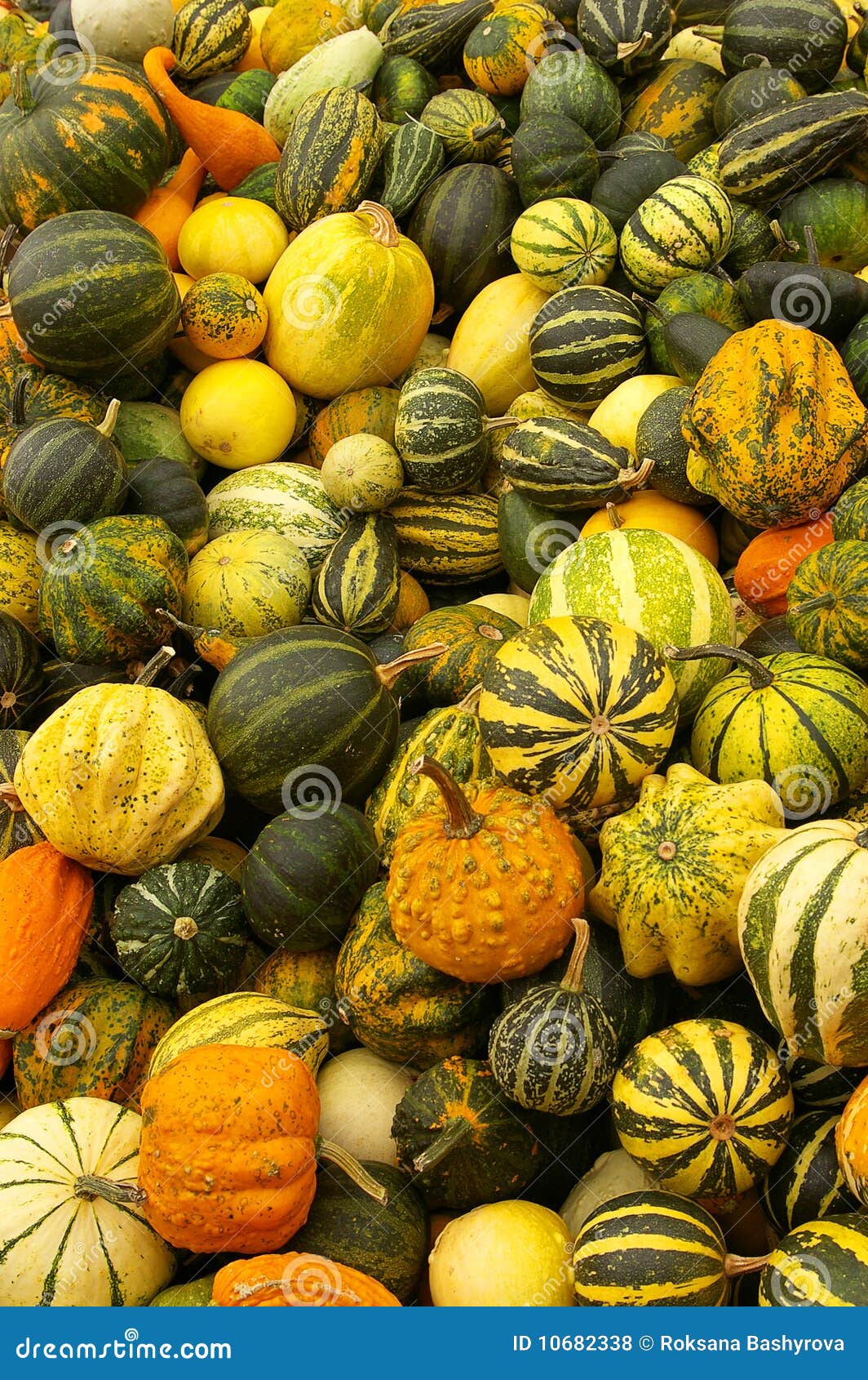 Various kinds of pumpkins stock photo. Image of october - 10682338