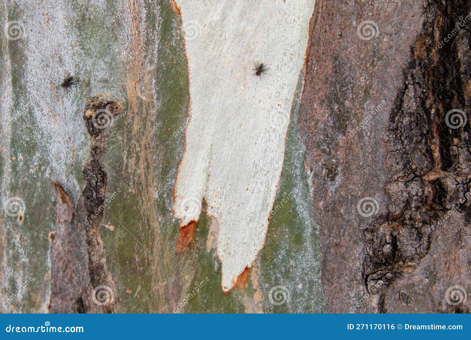 Patterns In The Layers Of Bark On A Tree Stock Photography ...