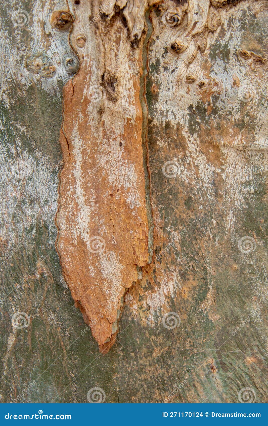 Patterns in the Layers of Bark on a Tree Stock Photo - Image of tree ...