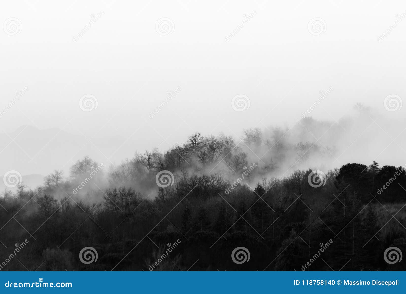 Various Layers of Trees and Plants in the Midst of Low Fog Stock Photo ...
