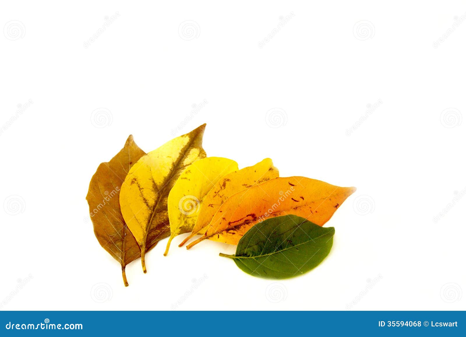 Various Leaf Colors Depicting Cycle of Life Stock Photo - Image of ...