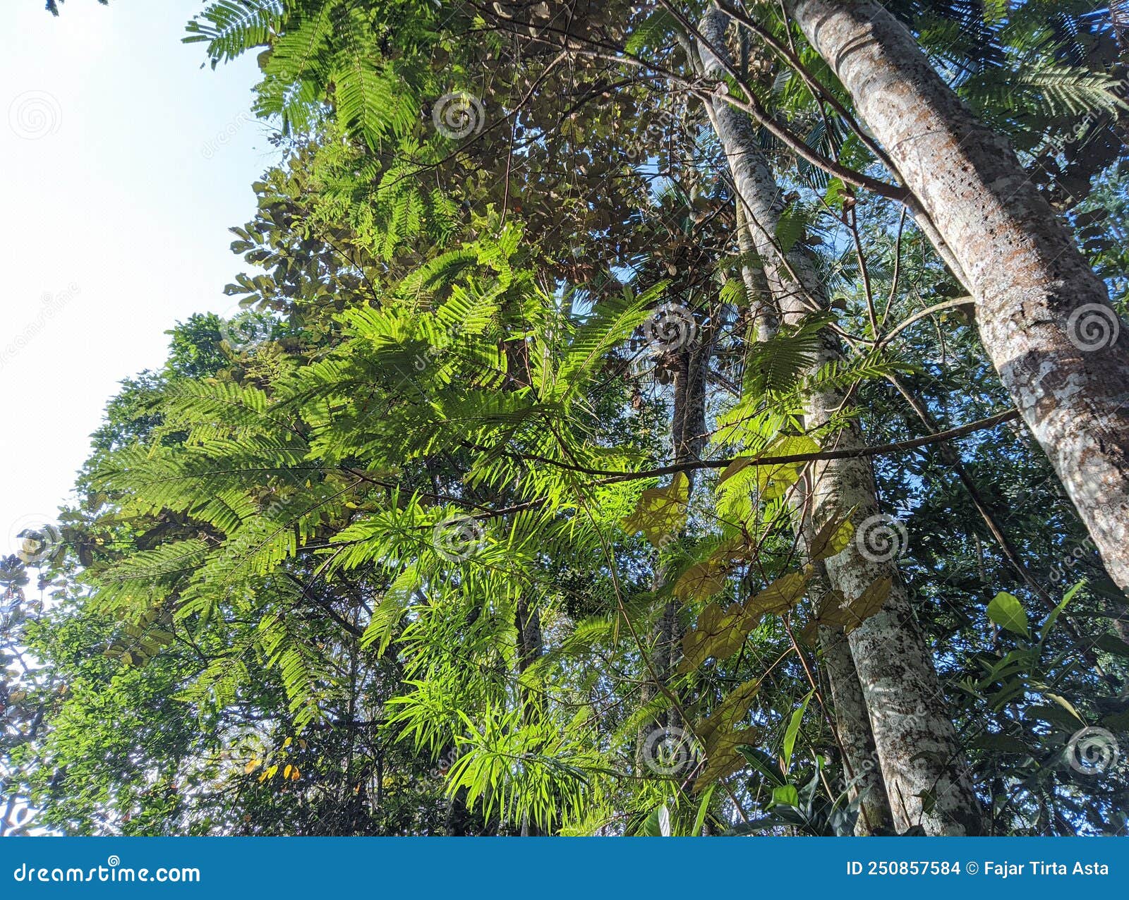 The Various Leaf Shapes of Several Green Tropical Trees Refresh the ...