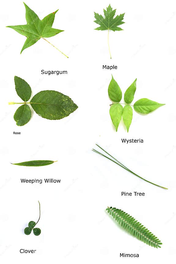Various Leaves stock image. Image of tree, include, isolate - 2728841