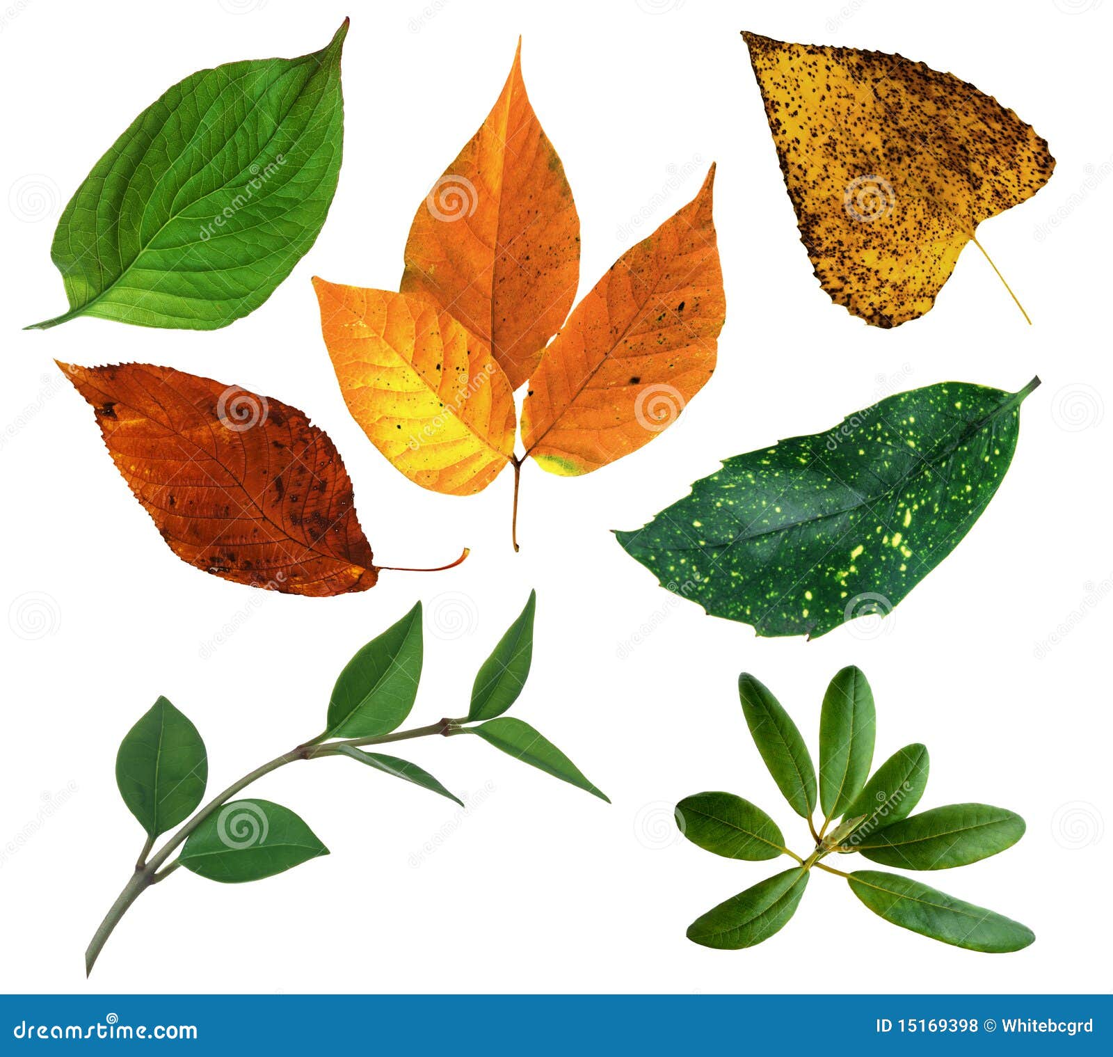 Various leaves composition stock photo. Image of close - 15169398