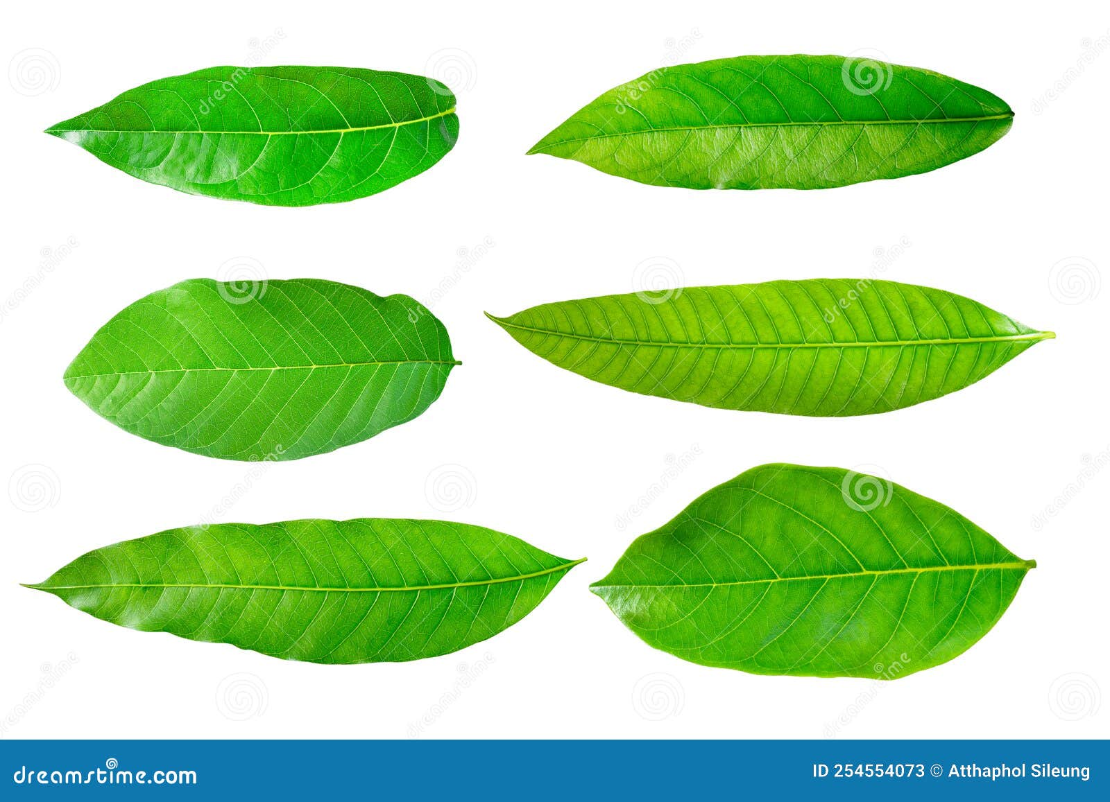 Various Leaves on a White Background, Green Leaves Isolated Stock Image ...