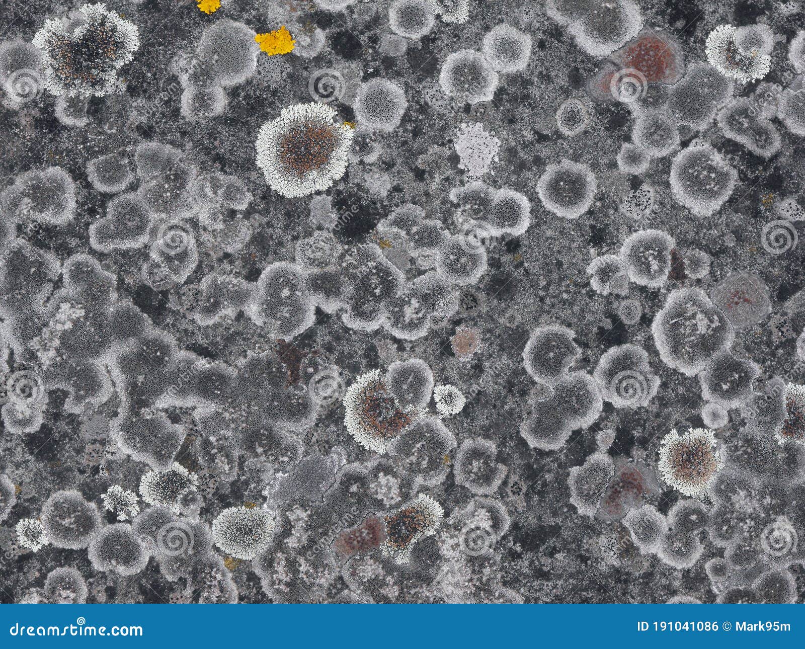 Various lichen on granite stock photo. Image of close - 191041086