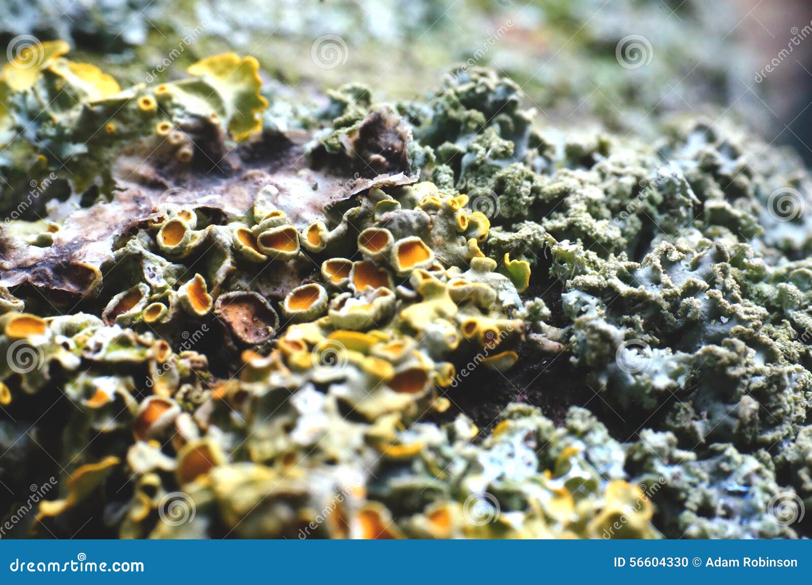 Various Lichen Types Growing on Tree Bark Stock Photo - Image of colour ...
