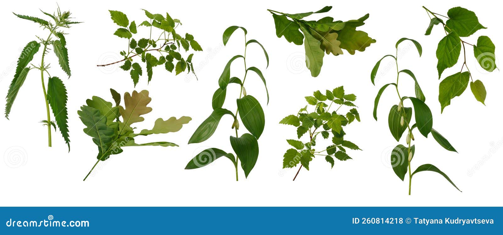 Various Meadow and Forest Plants and Tree Branches with Green Leaves on ...