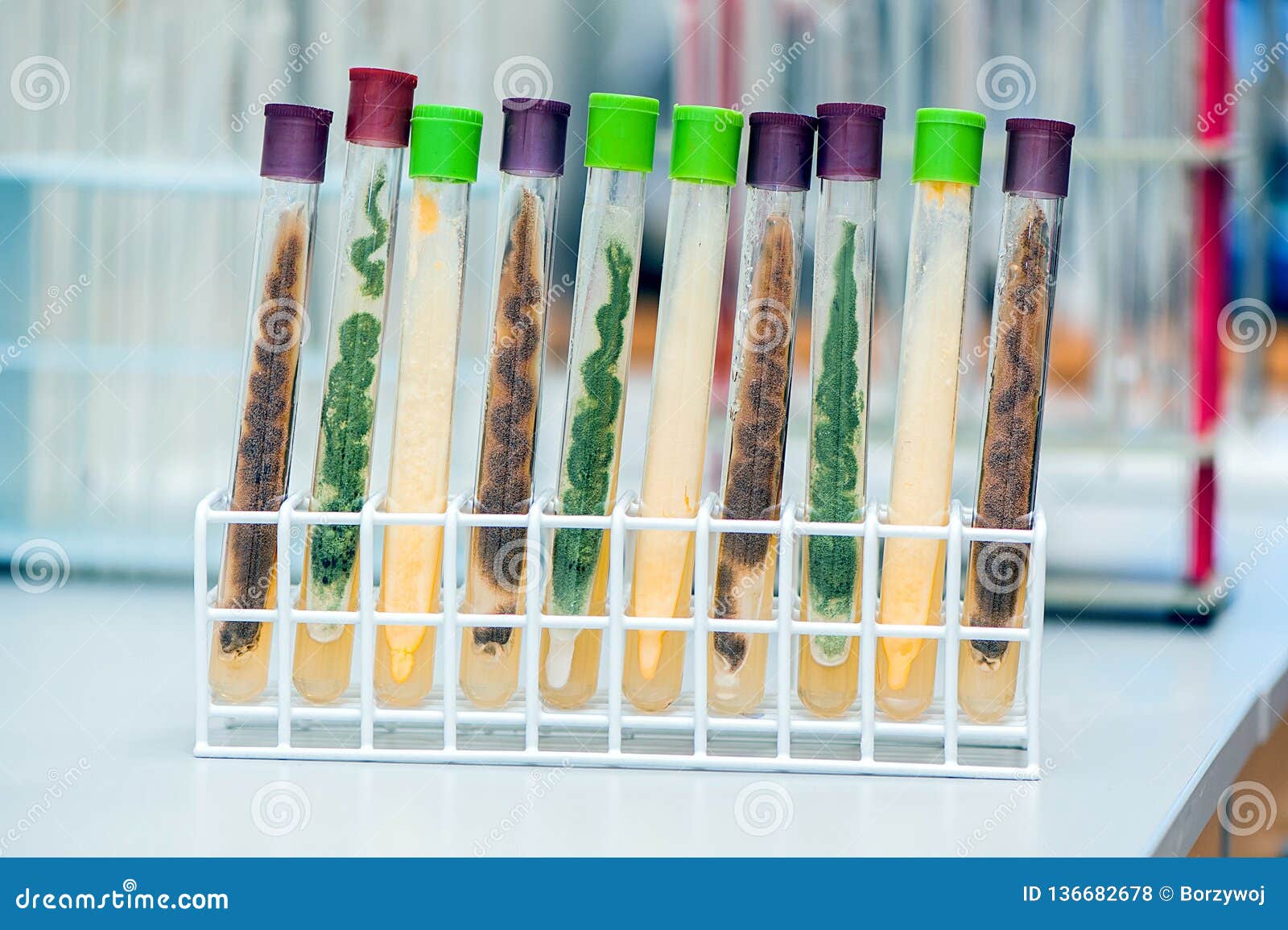 Various Molds in Tube Rack in Laboratory Stock Photo - Image of fungi ...