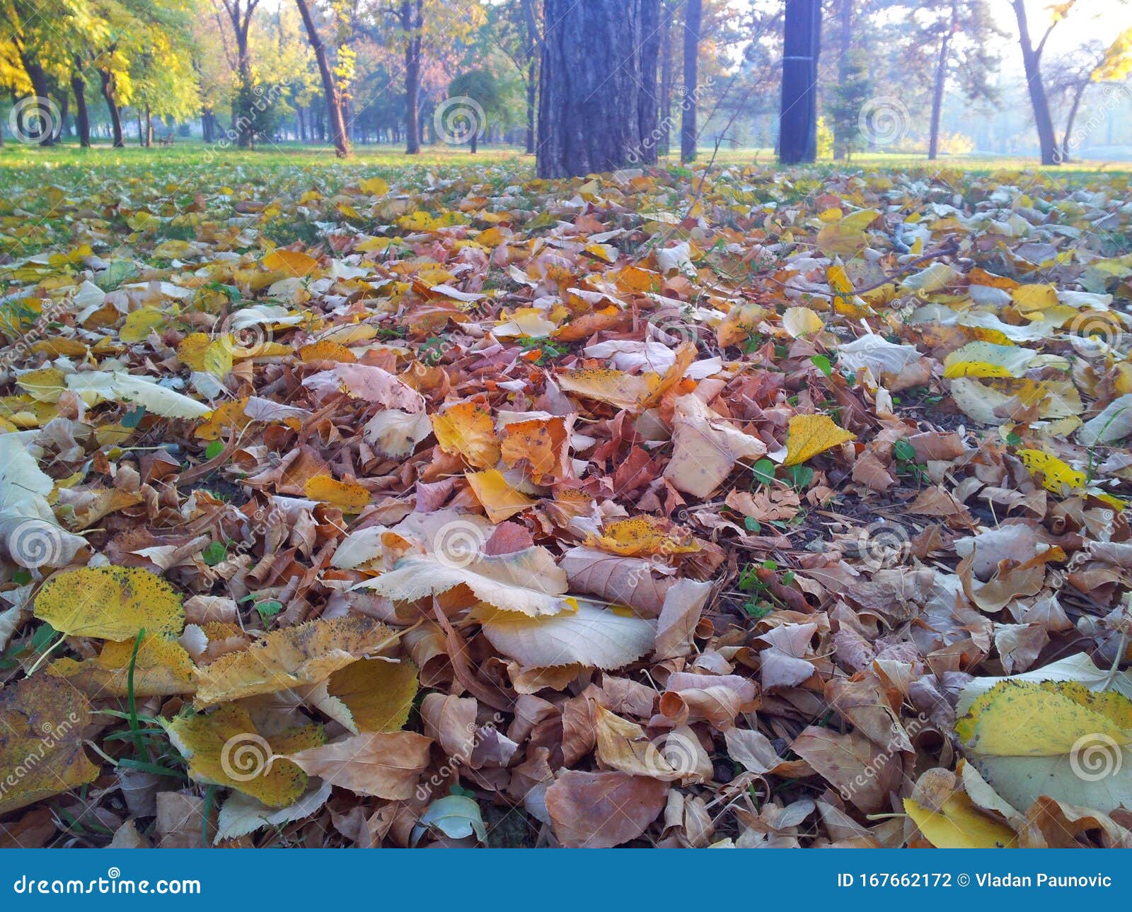 Various Multi Colored Dead Leave Forest Stock Photo - Image of details ...