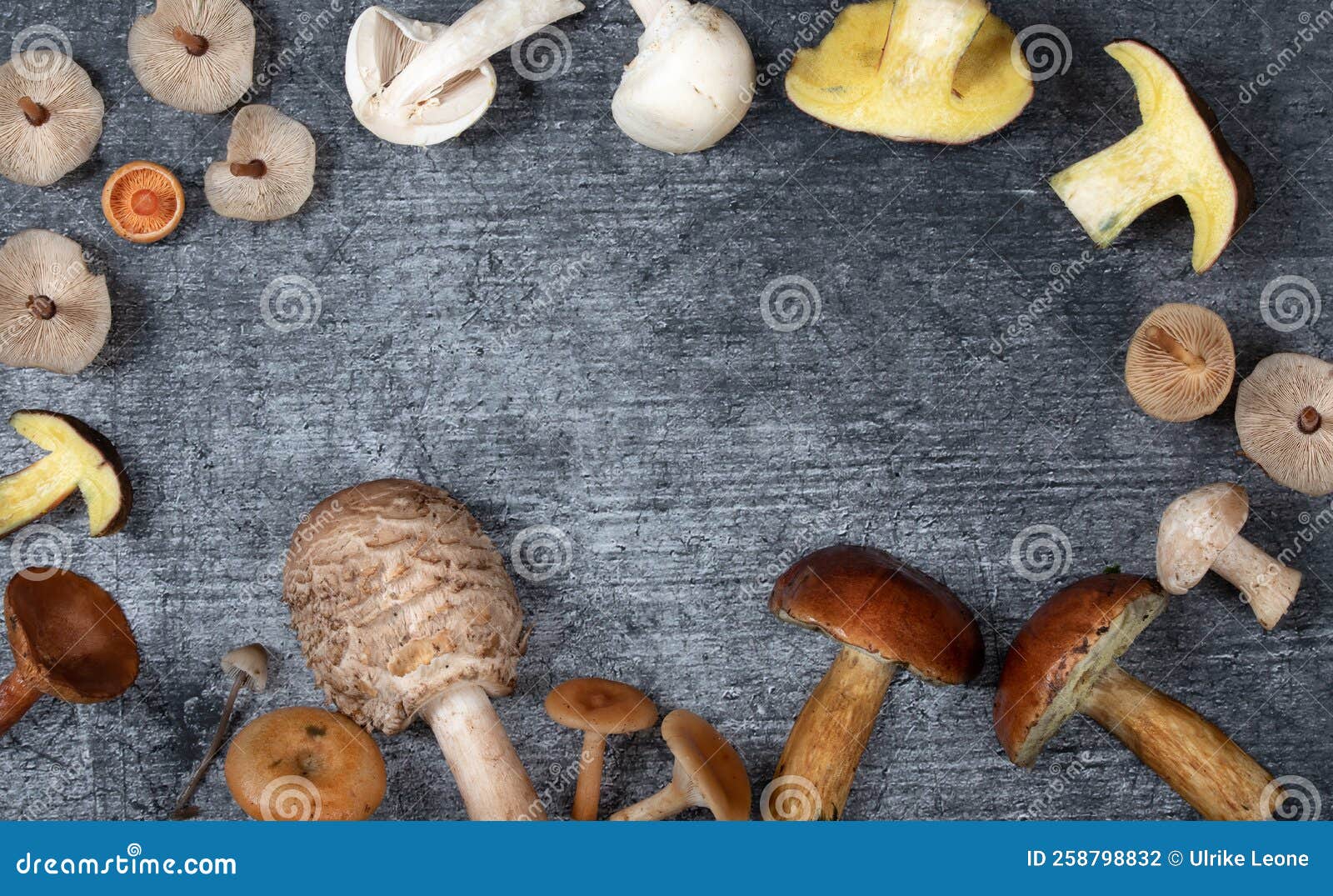 Various Mushrooms Form a Frame Around a Slab of Stone. in the Middle is ...