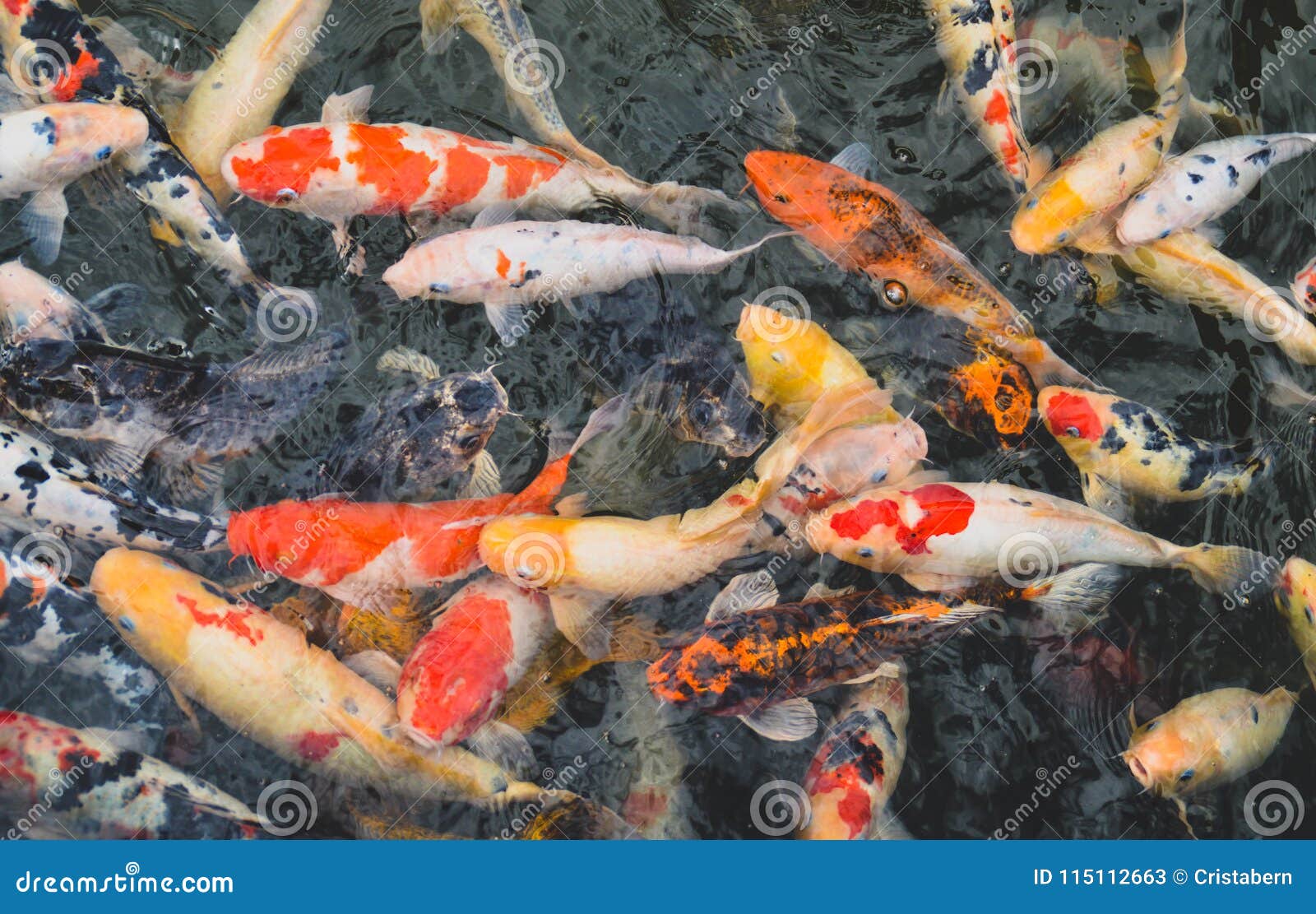 Patterns of a Koi stock image. Image of attractive, kingdom - 115112663