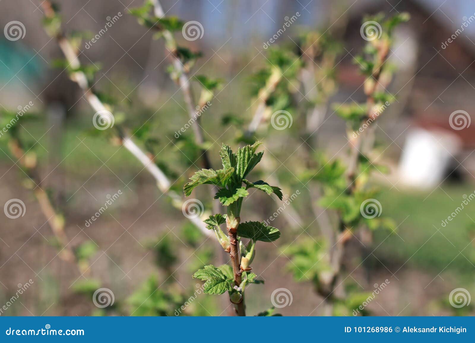 New Life in Spring Brunch of Tree Stock Photo - Image of coniferous ...