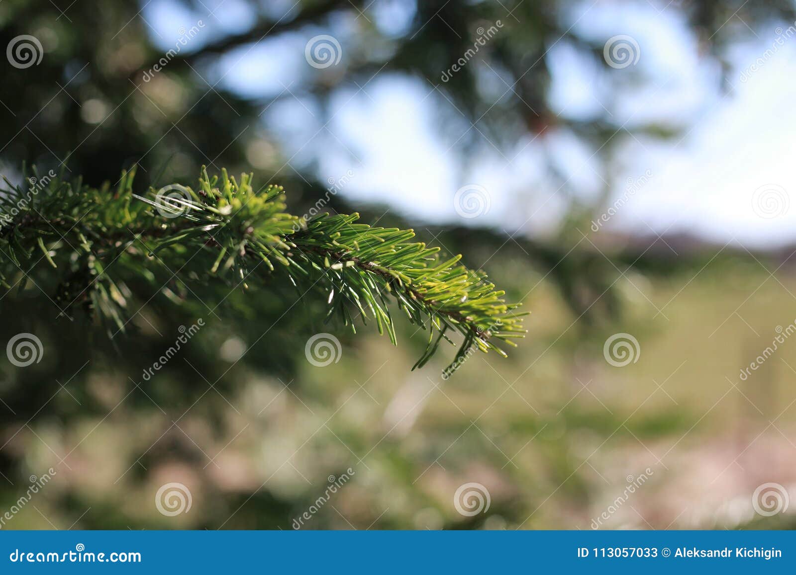 New Life in Spring Brunch of Tree Stock Image - Image of garden, branch ...