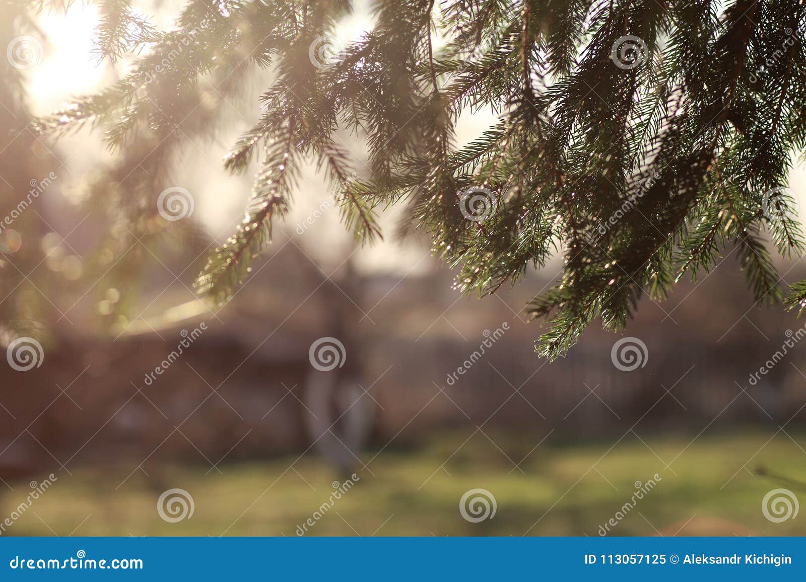 New Life in Spring Brunch of Tree Stock Image - Image of detail ...