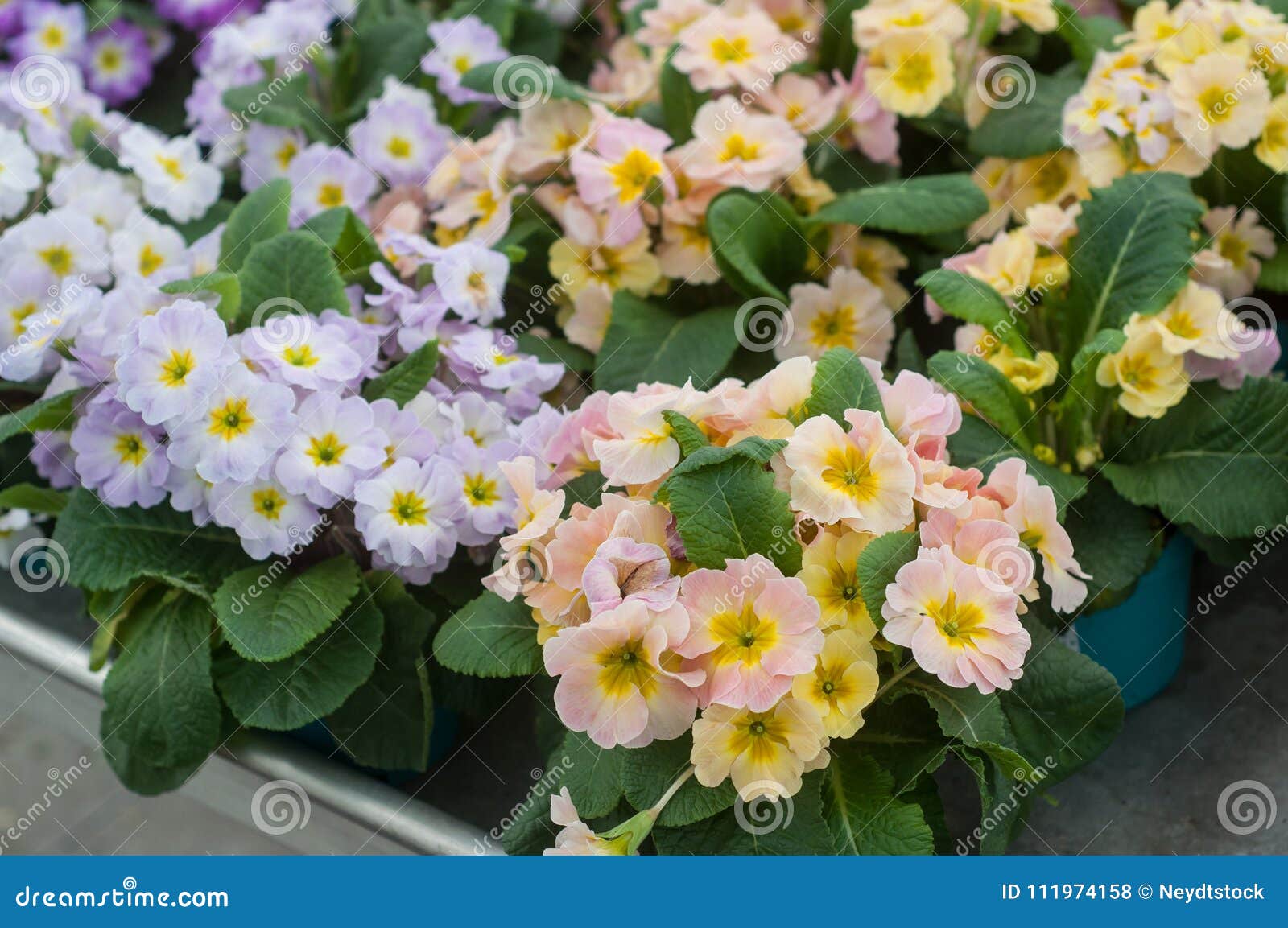 Various Pastel Primrose in a Greenhouse Stock Photo - Image of green ...