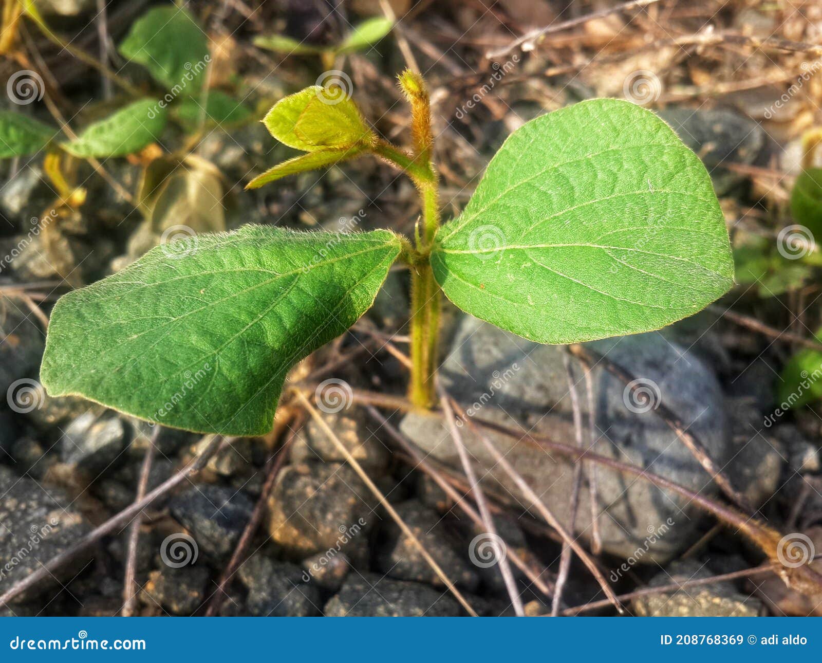 Plant Textures And Backgrounds.Bunches Of Ripening Tomatoes On A Bush ...