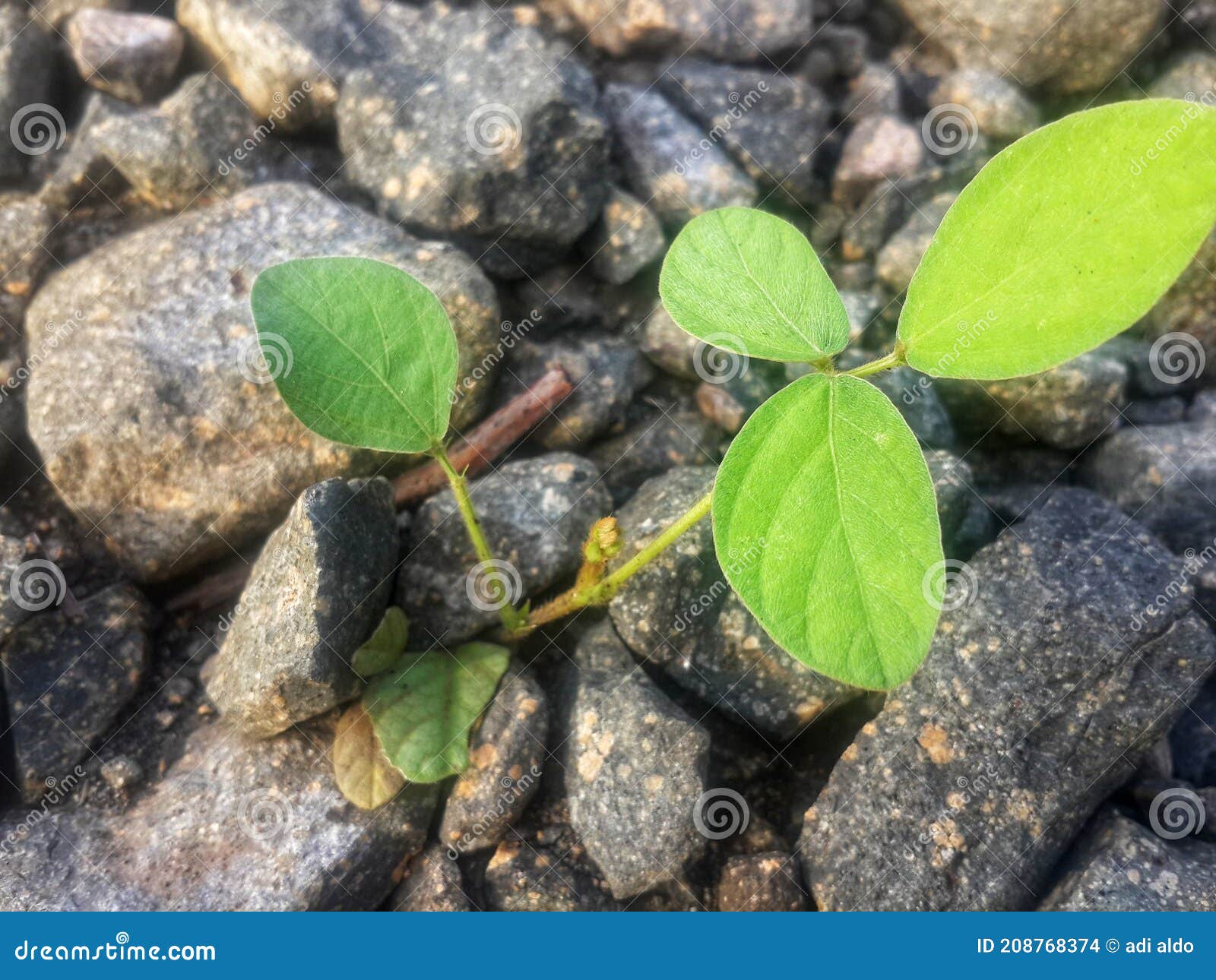 Plant Textures And Backgrounds.Bunches Of Ripening Tomatoes On A Bush ...
