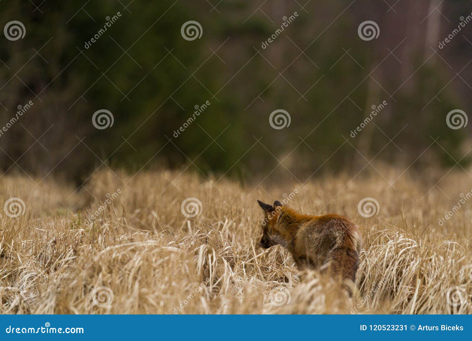 Fox from behind stock image. Image of orange, forest - 120523231