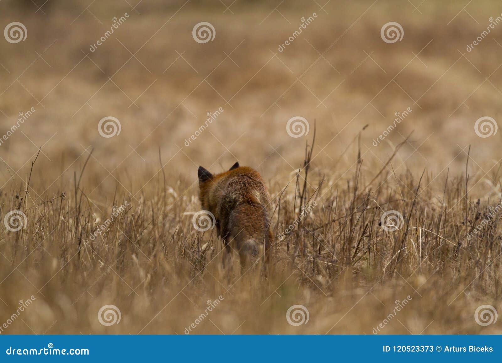 Fox from behind stock image. Image of jersey, orange - 120523373