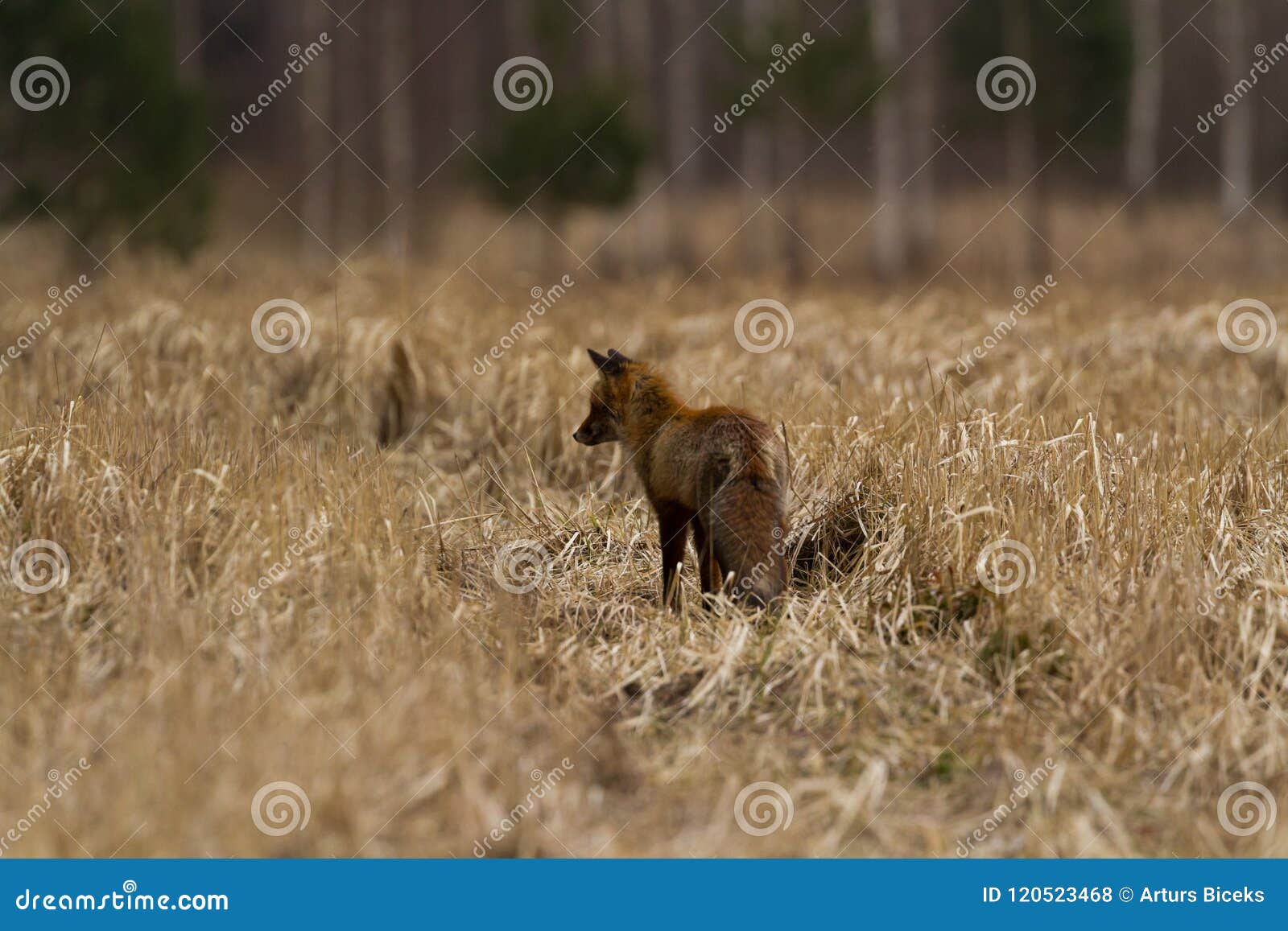 Fox from behind stock photo. Image of autumn, predator - 120523468