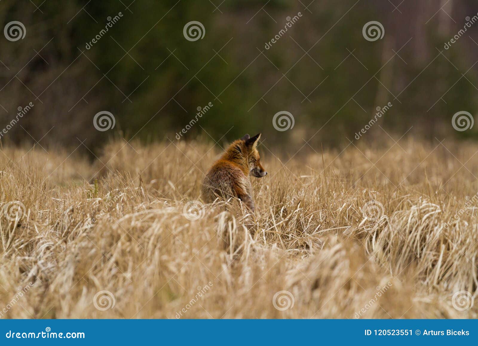 Fox from behind stock image. Image of mammal, europe - 120523551