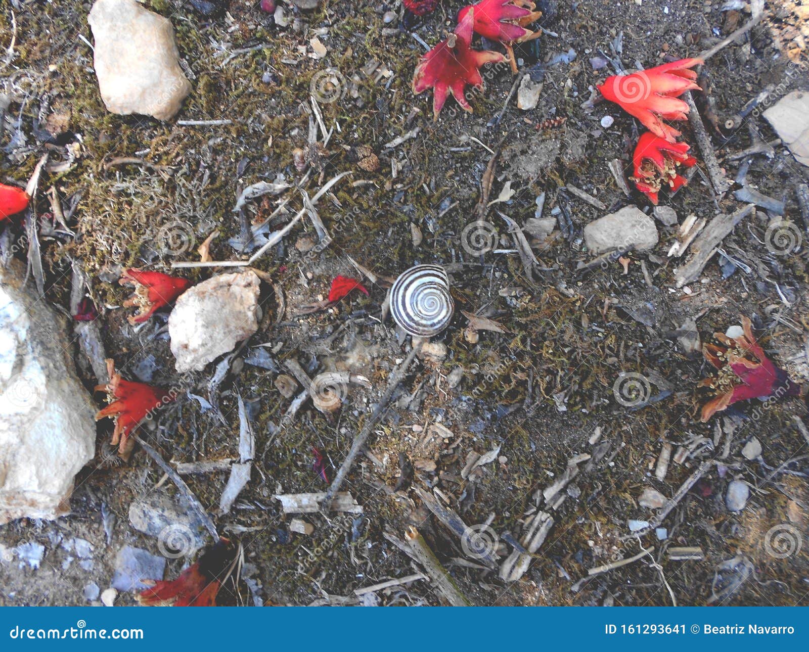 DEAD NATURE stock image. Image of cycle, brown, earth - 161293641