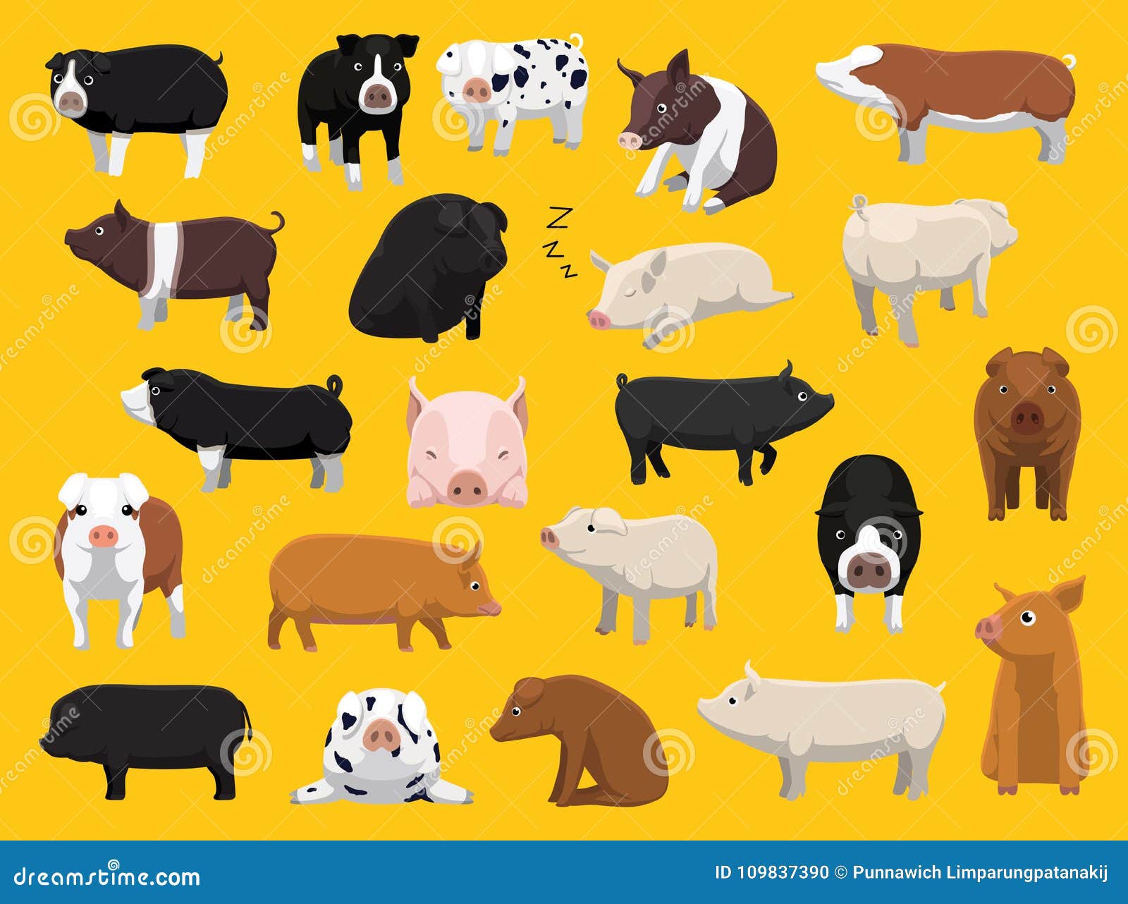 Different Types Of Pigs