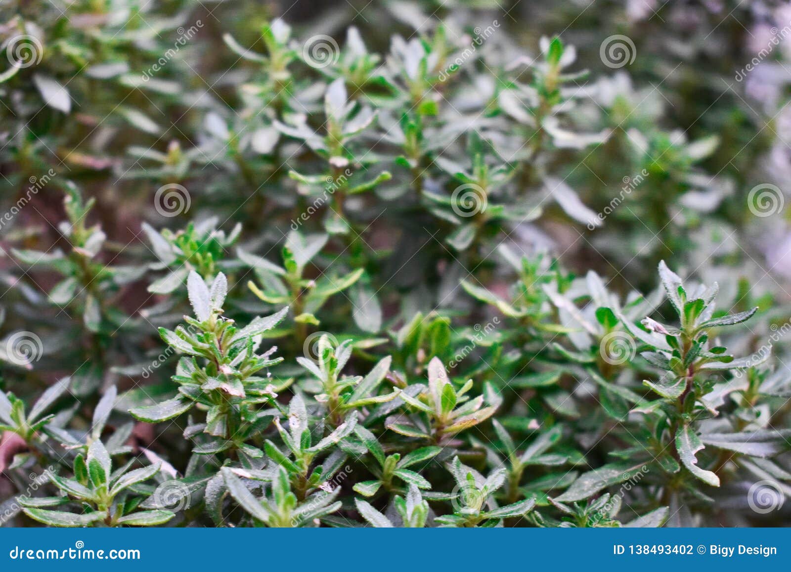 Various plants from nature stock photo. Image of happy - 138493402