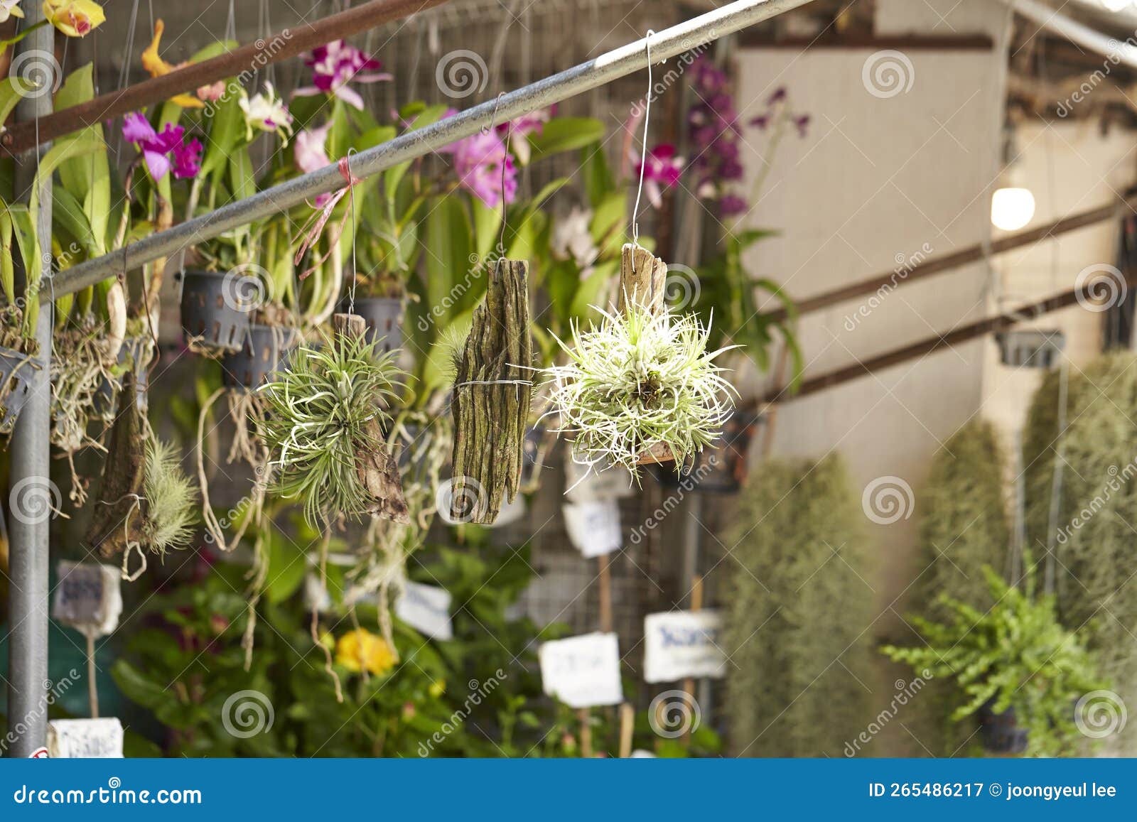 Various Plants in a Traditional Market Stock Image - Image of wall ...