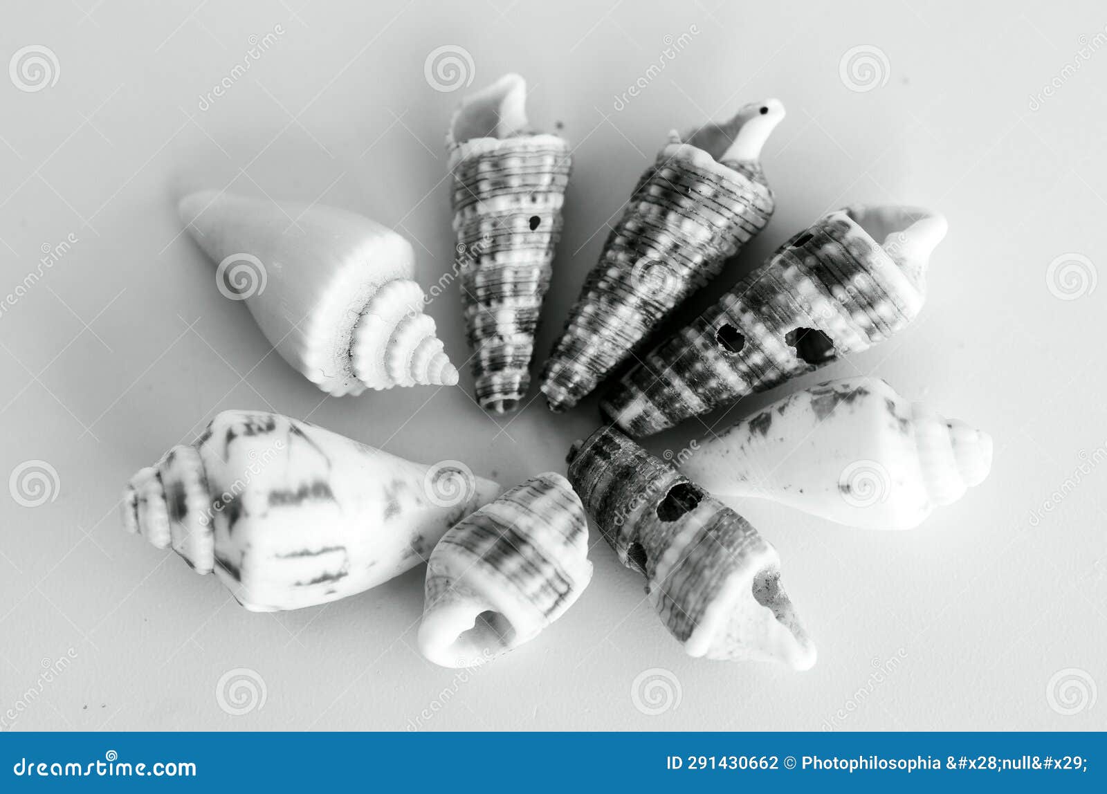 Various Pointed Shells. White Background Stock Photo - Image of sketch ...