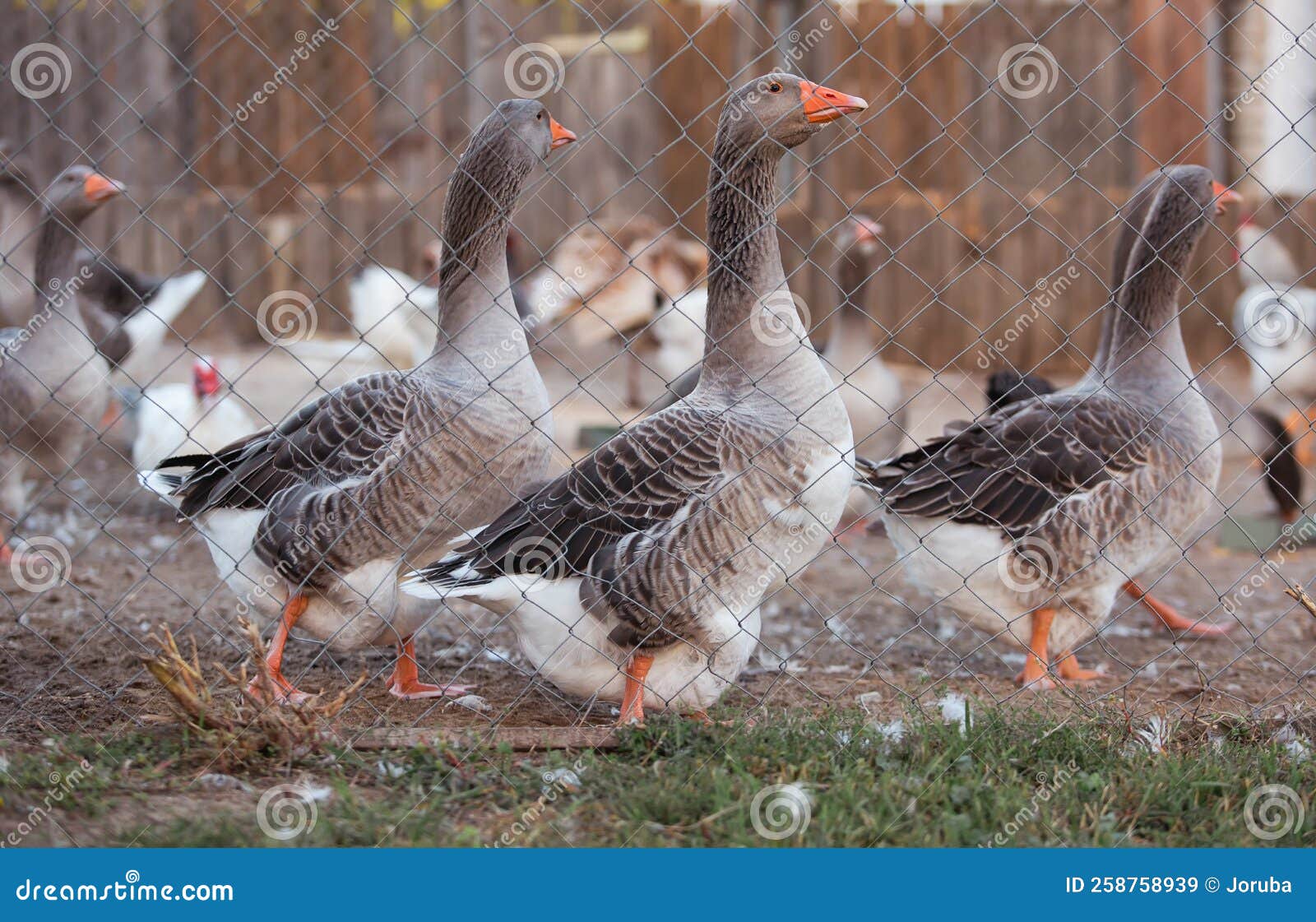 Various poultries in farm stock image. Image of cage - 258758939